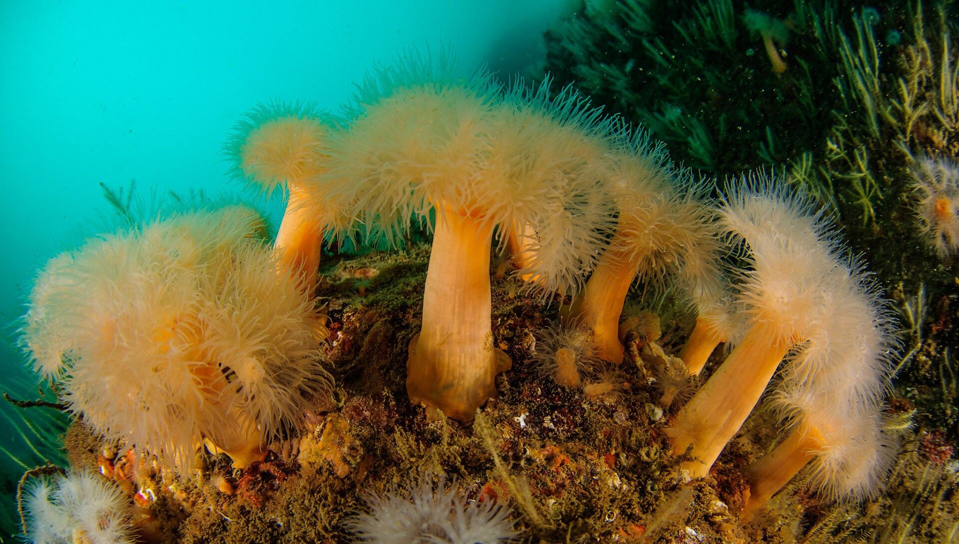 DEEP: Humans to permanently live underwater from 2027