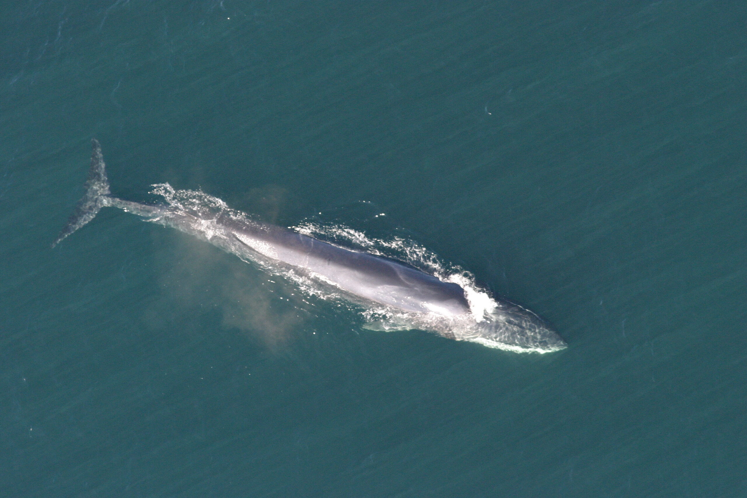 Fin whale hunts: Japan and Iceland approve new quotas - Oceanographic