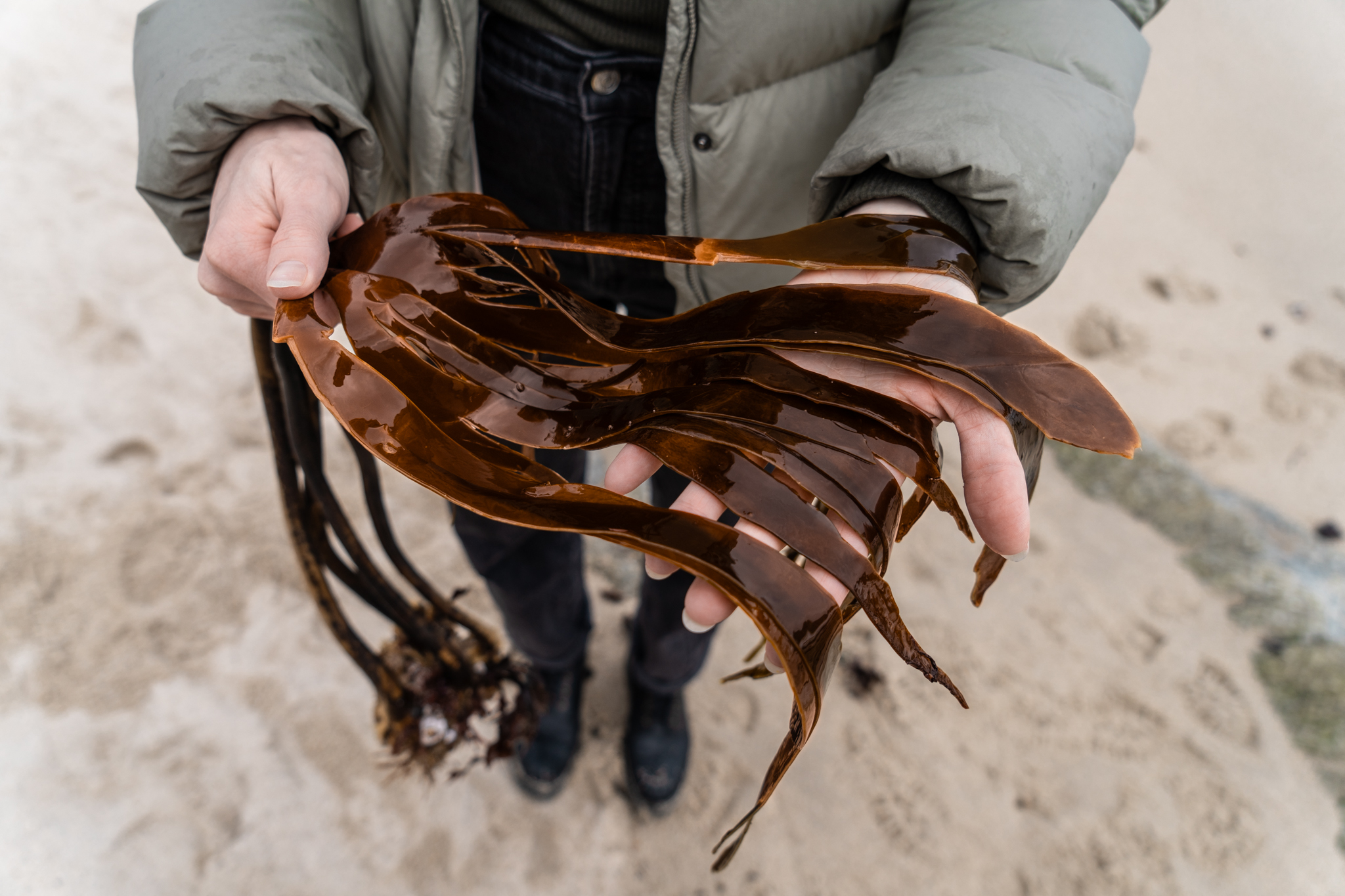 Californian start-up turns seaweed into a clever plastic alternative