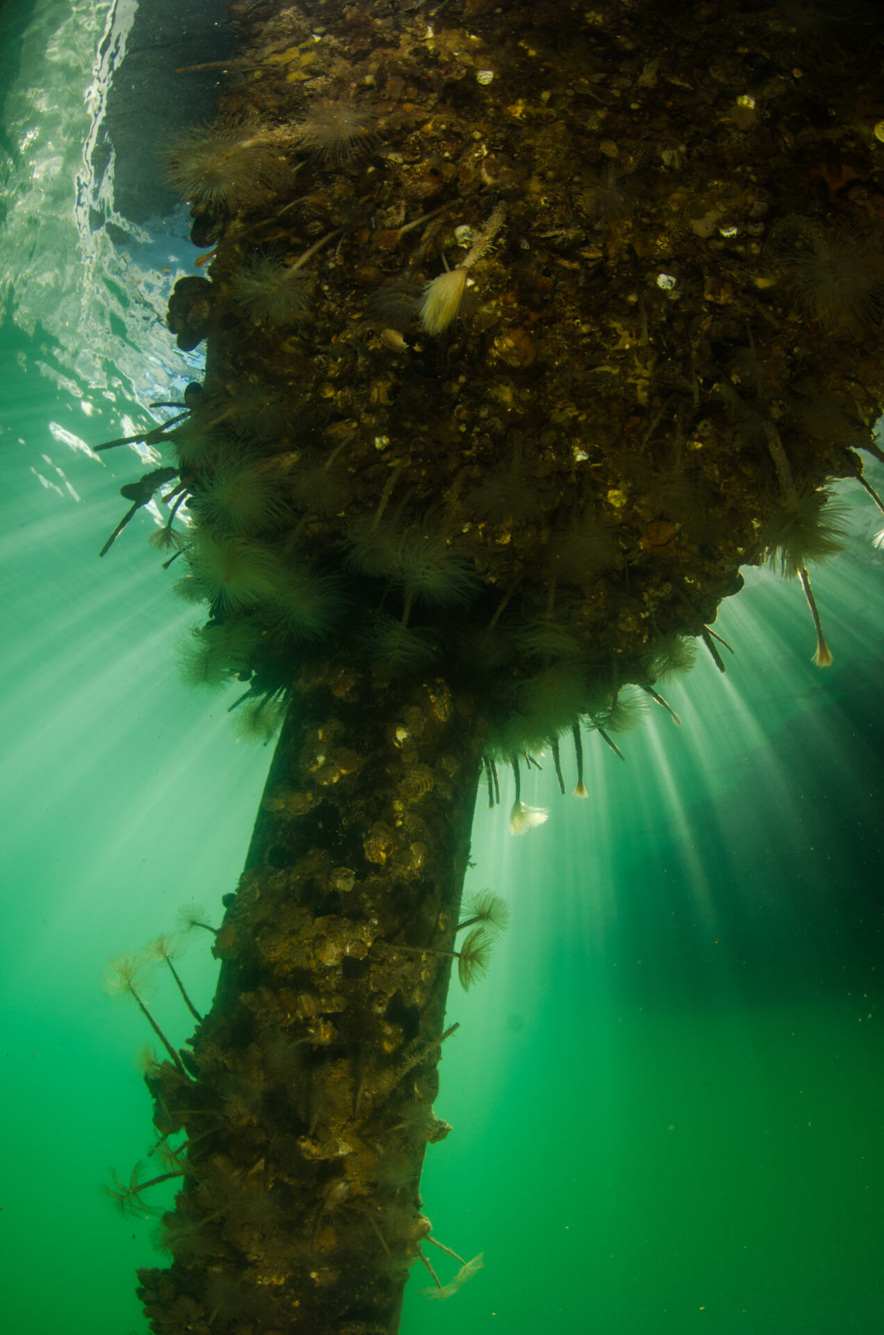 Invasive marine species: Unwanted passengers - Oceanographic