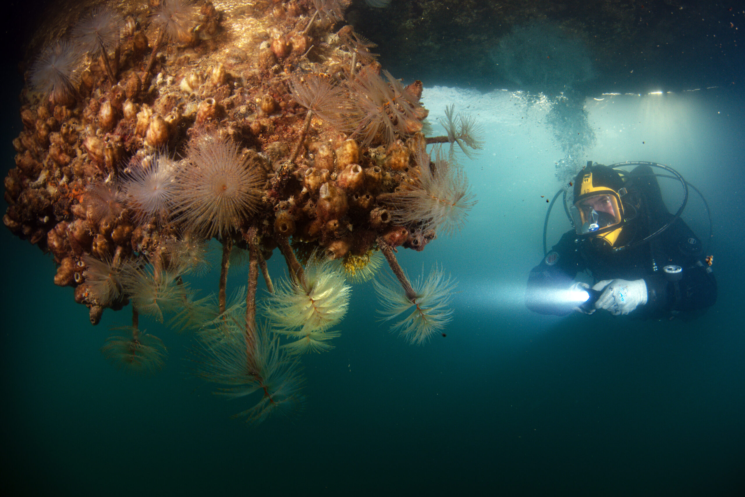 Invasive marine species: Unwanted passengers - Oceanographic