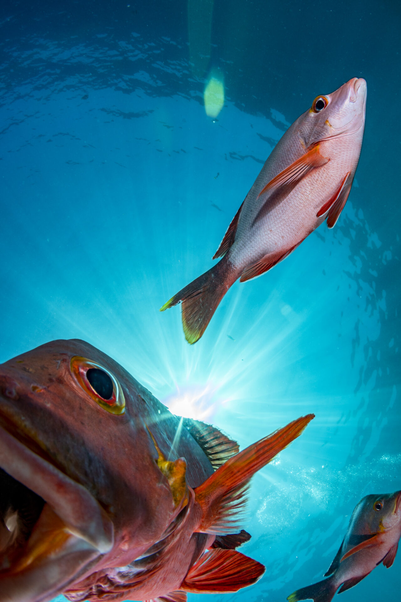 D’Arros Island: Paradise saved - Oceanographic