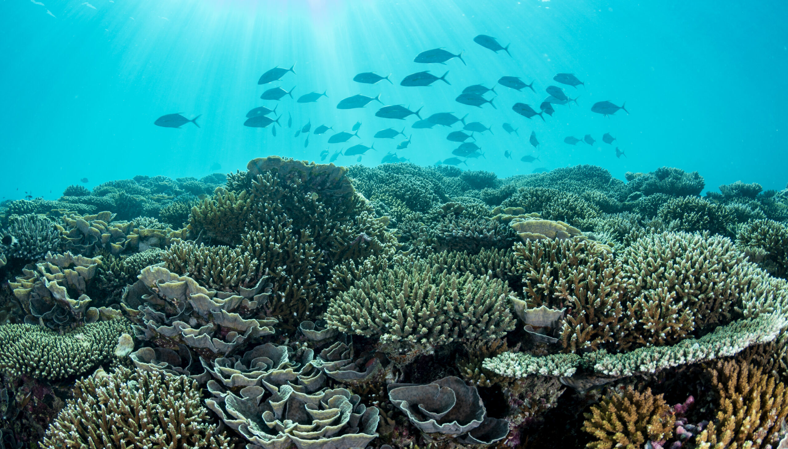 D’Arros Island: Paradise saved - Oceanographic