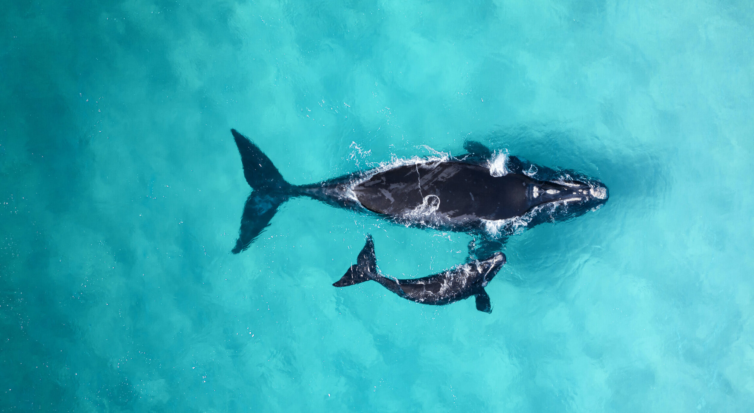 Right whale feeding zone discovery sparks new protection call ...