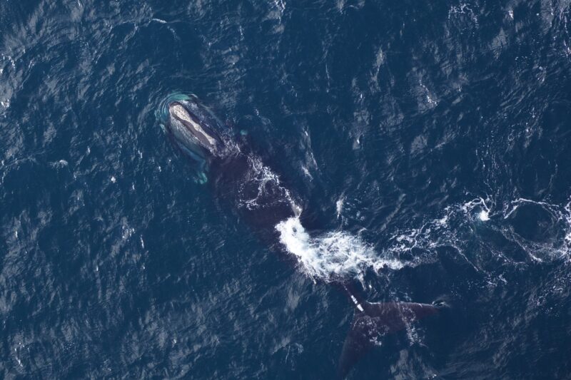 Right whales: Can speed restrictions protect them? - Oceanographic