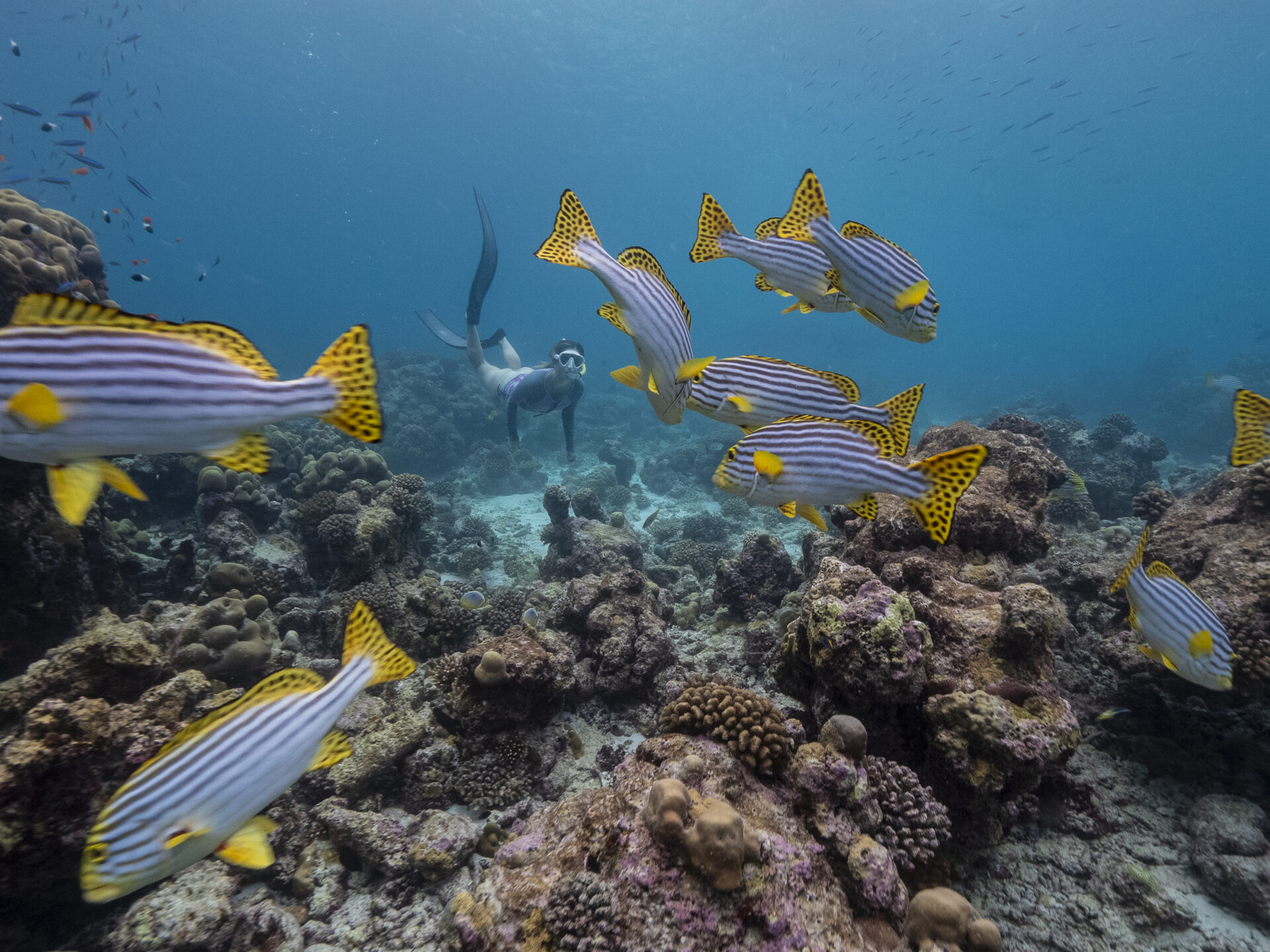 Lauren Arthur: "Everything happens as you see it" - Oceanographic