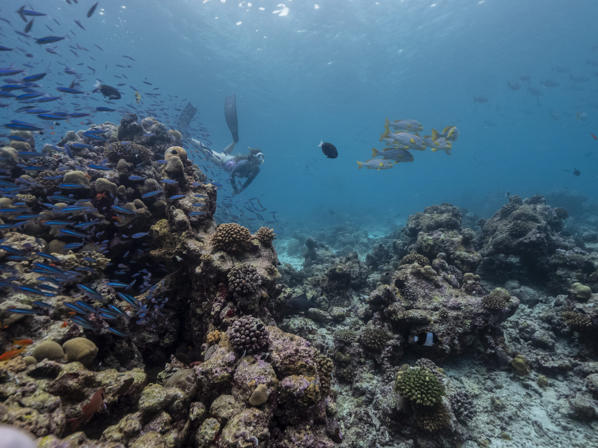 Lauren Arthur: "Everything happens as you see it" - Oceanographic