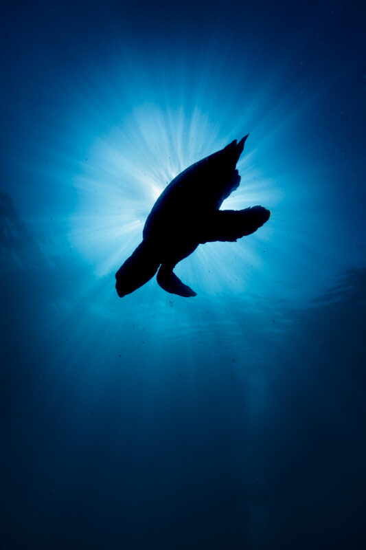 Lauren Arthur: "Everything happens as you see it" - Oceanographic