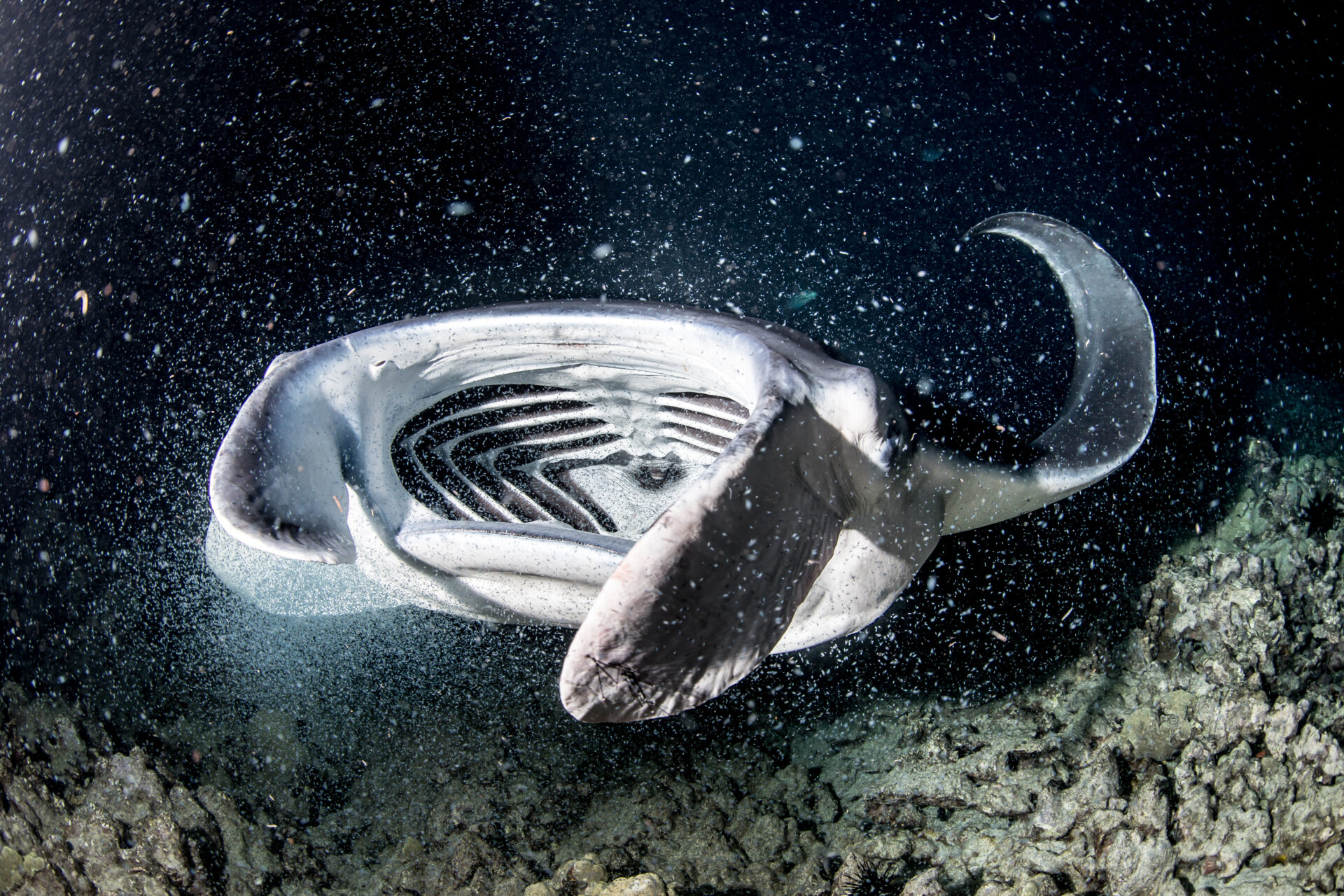 Lauren Arthur: "Everything happens as you see it" - Oceanographic