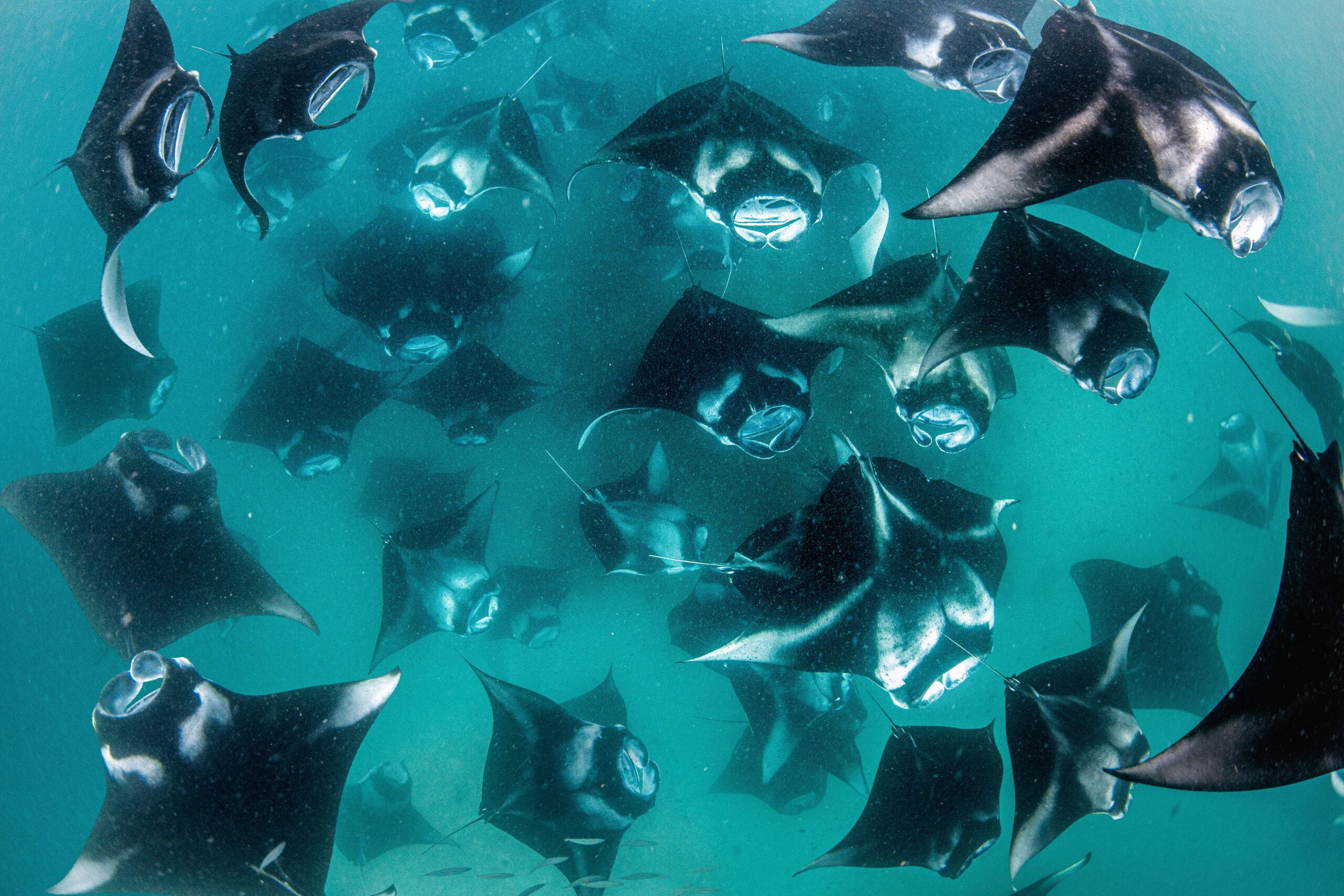 Lauren Arthur: "Everything happens as you see it" - Oceanographic