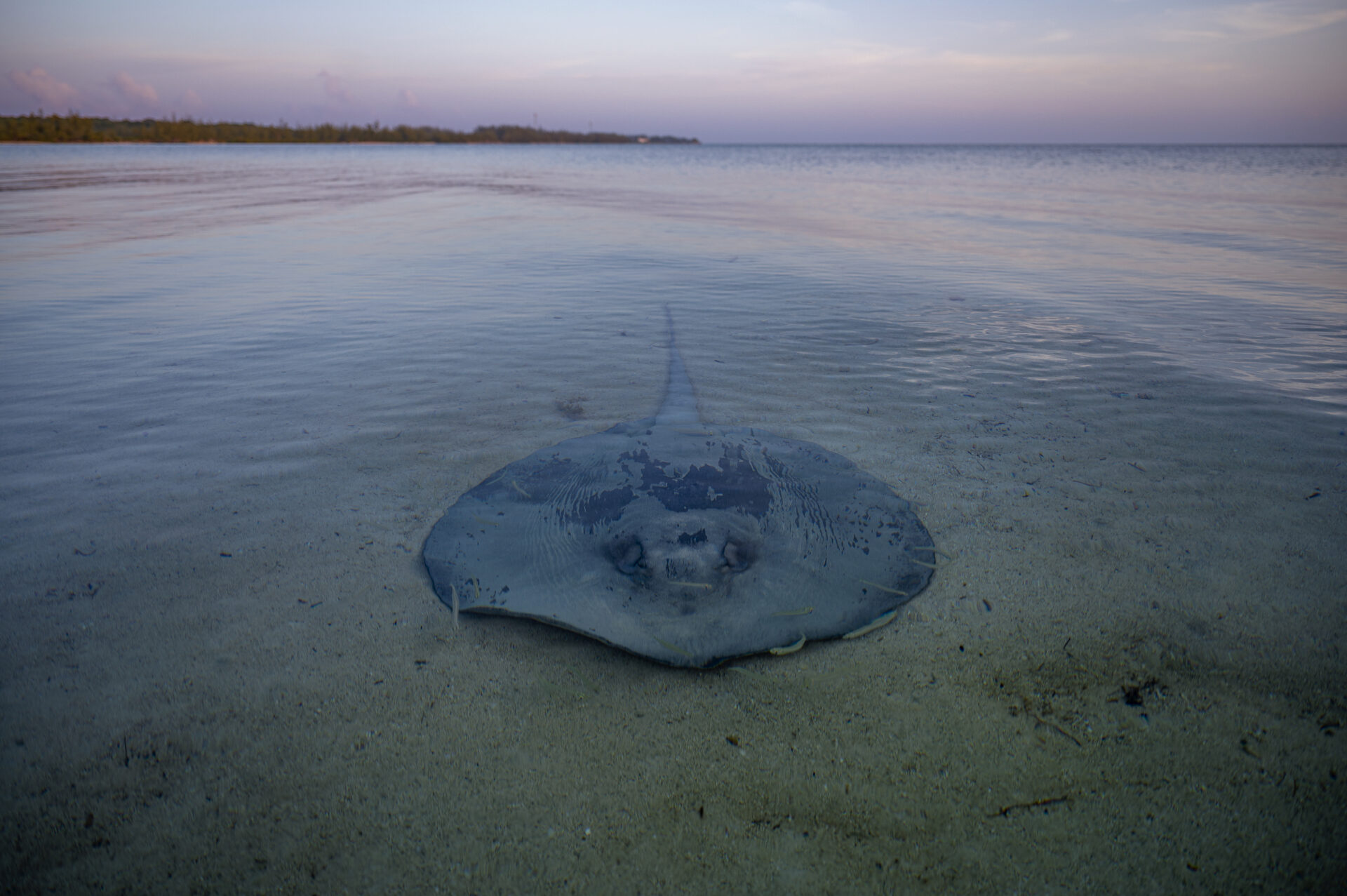 Ocean Portfolio Award 2024, Shane Gross - Oceanographic