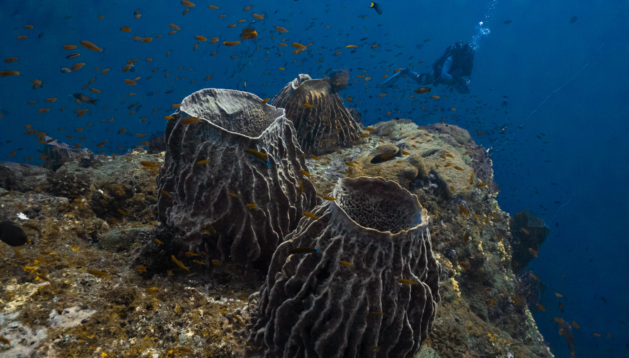 Andaman Islands: Meet the Karen's first female dive instructor