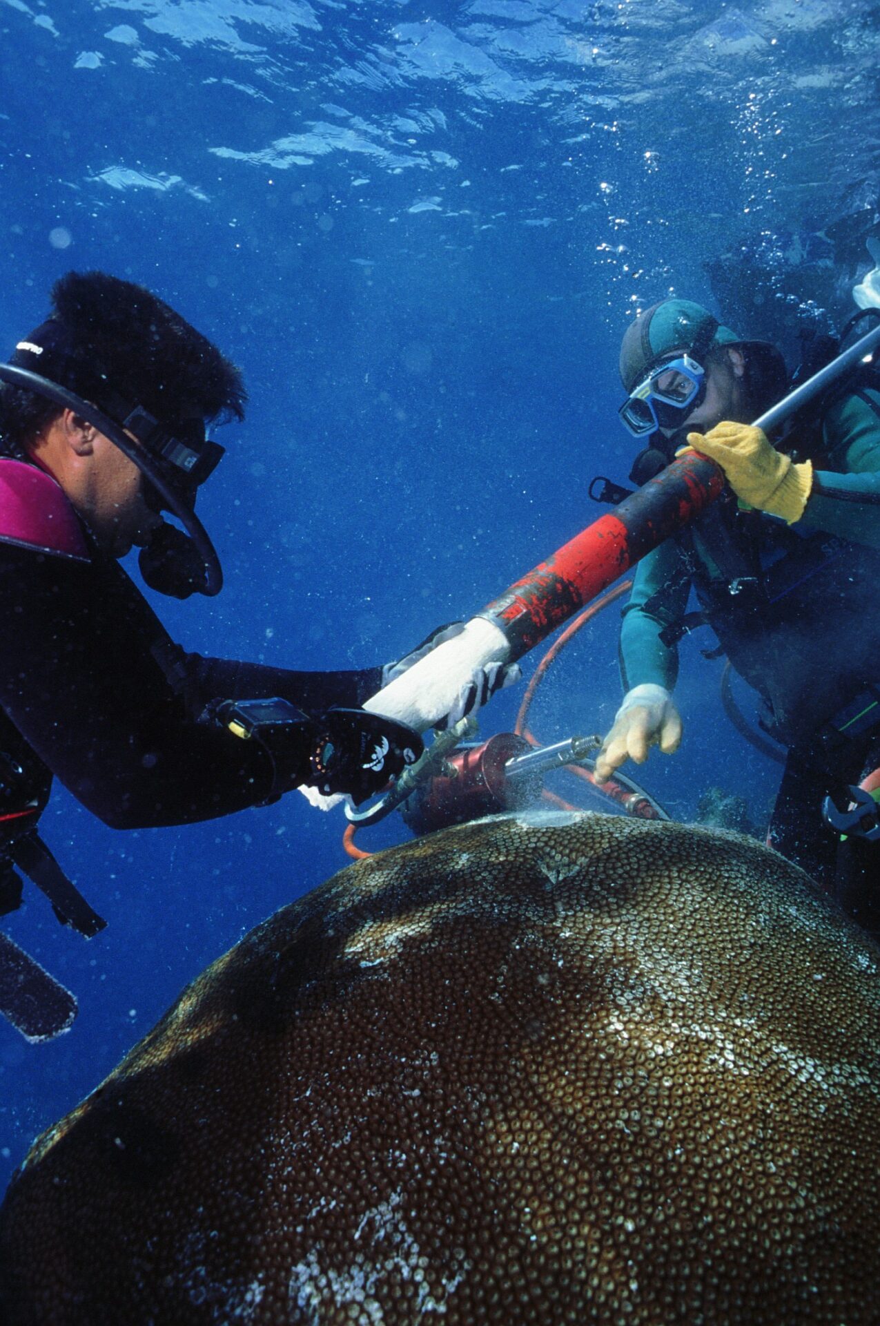 Fiji: Ocean temperature record unlocked from coral - Oceanographic