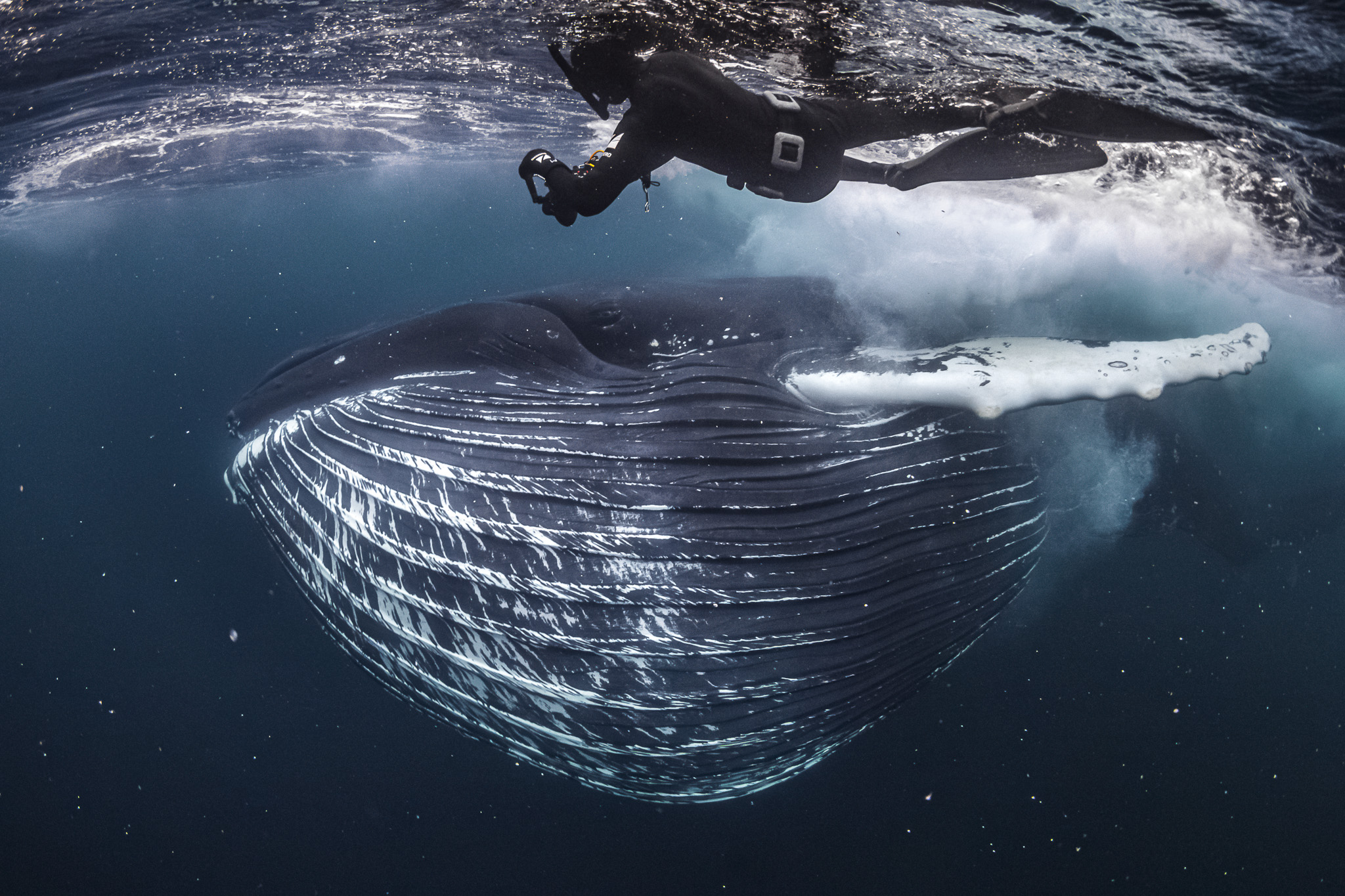 Epic whale image wins the Ocean Photographer of the Year 2024