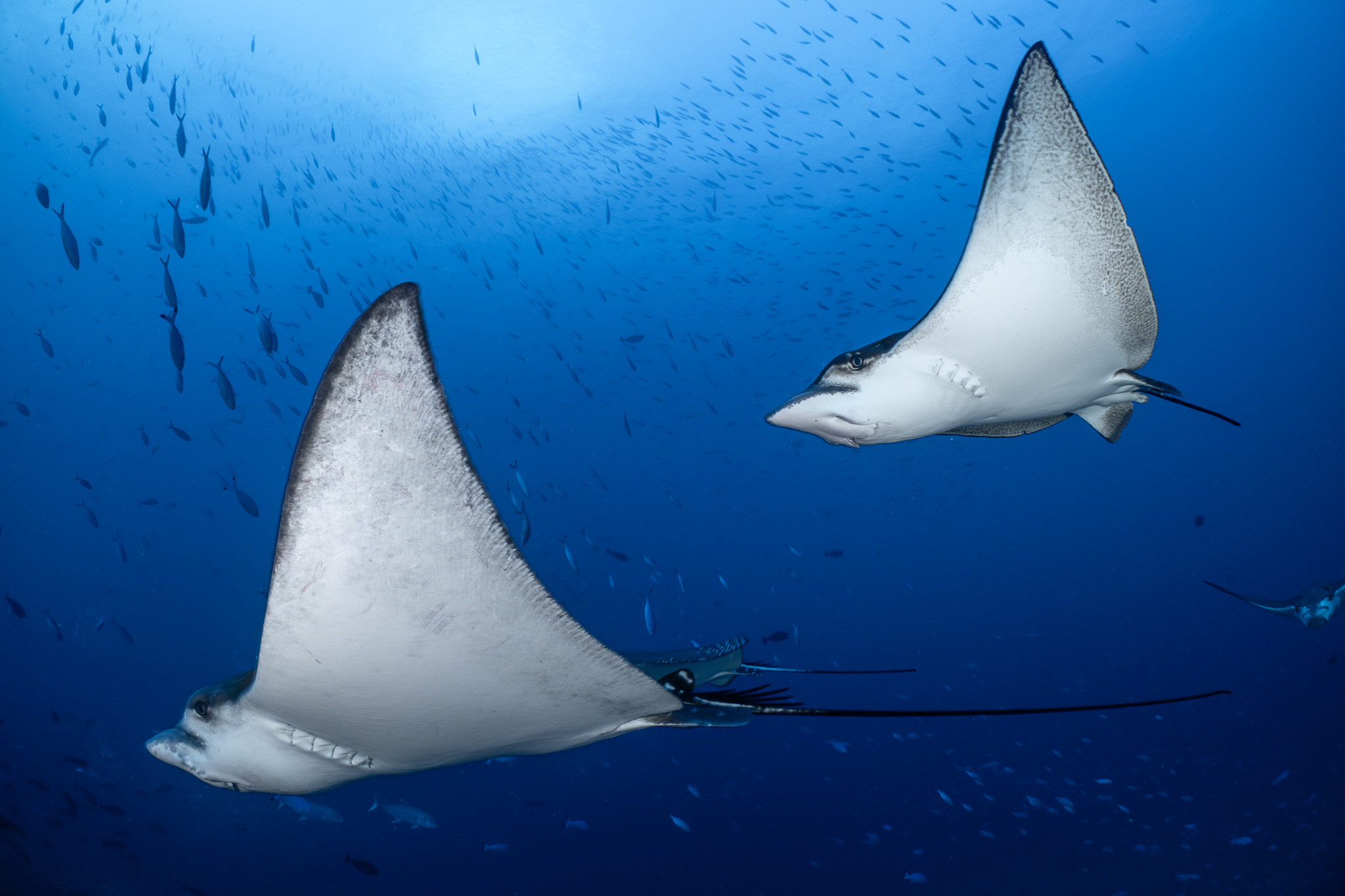 "Every minute counts": An interview with Jade Hoksbergen - Oceanographic