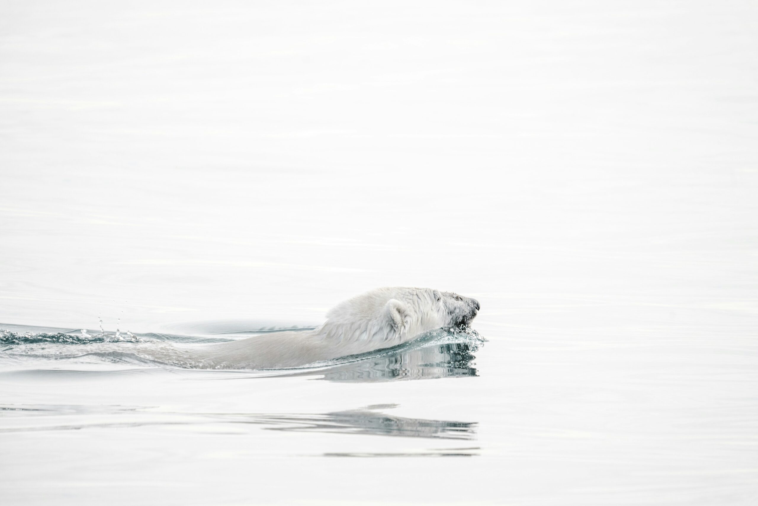 90 North Foundation joins the High Seas Alliance - Oceanographic