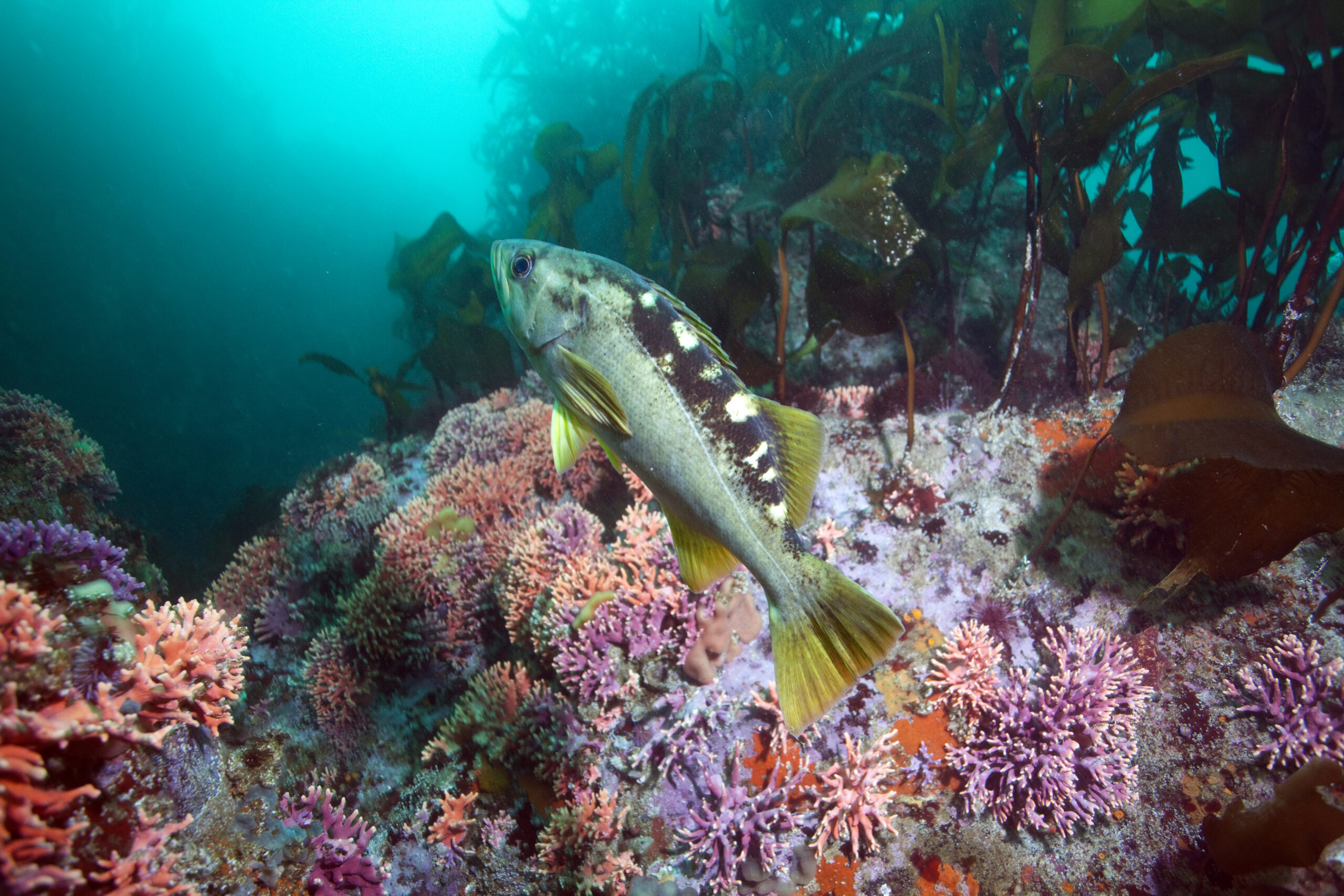 Monterey: Exploring California's enchanting kelp forests