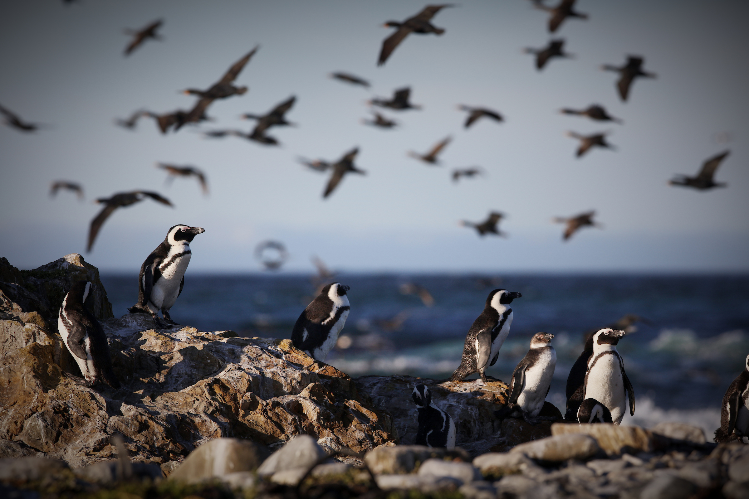 Conservation collective launches mission to save African penguin ...