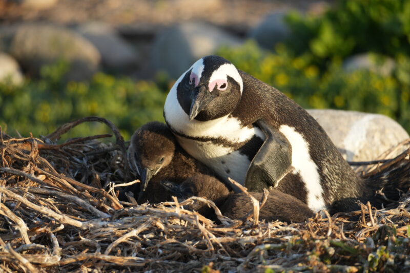 Africa's penguin: Saving the species from the brink of extinction ...