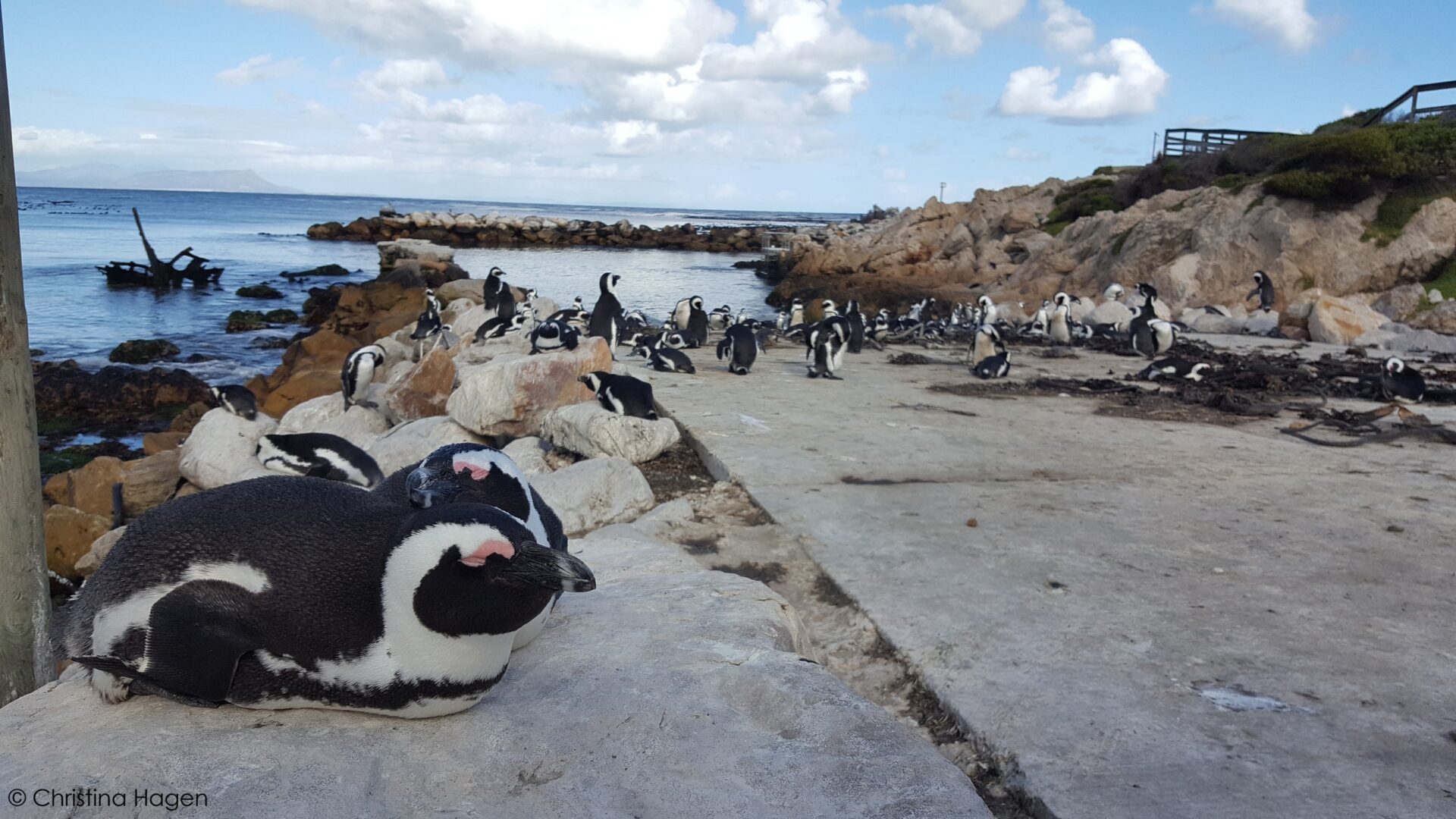 Africa's penguin: Saving the species from the brink of extinction ...