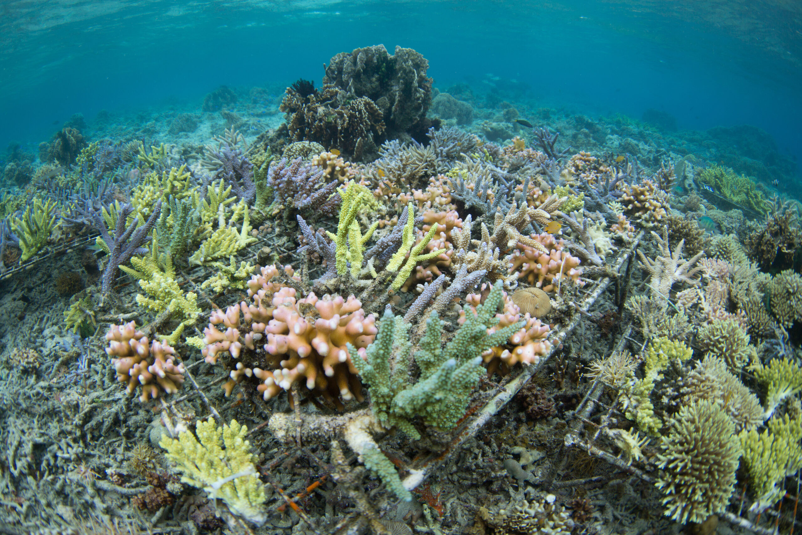 Saba: Big plans for coral restoration in Caribbean - Oceanographic