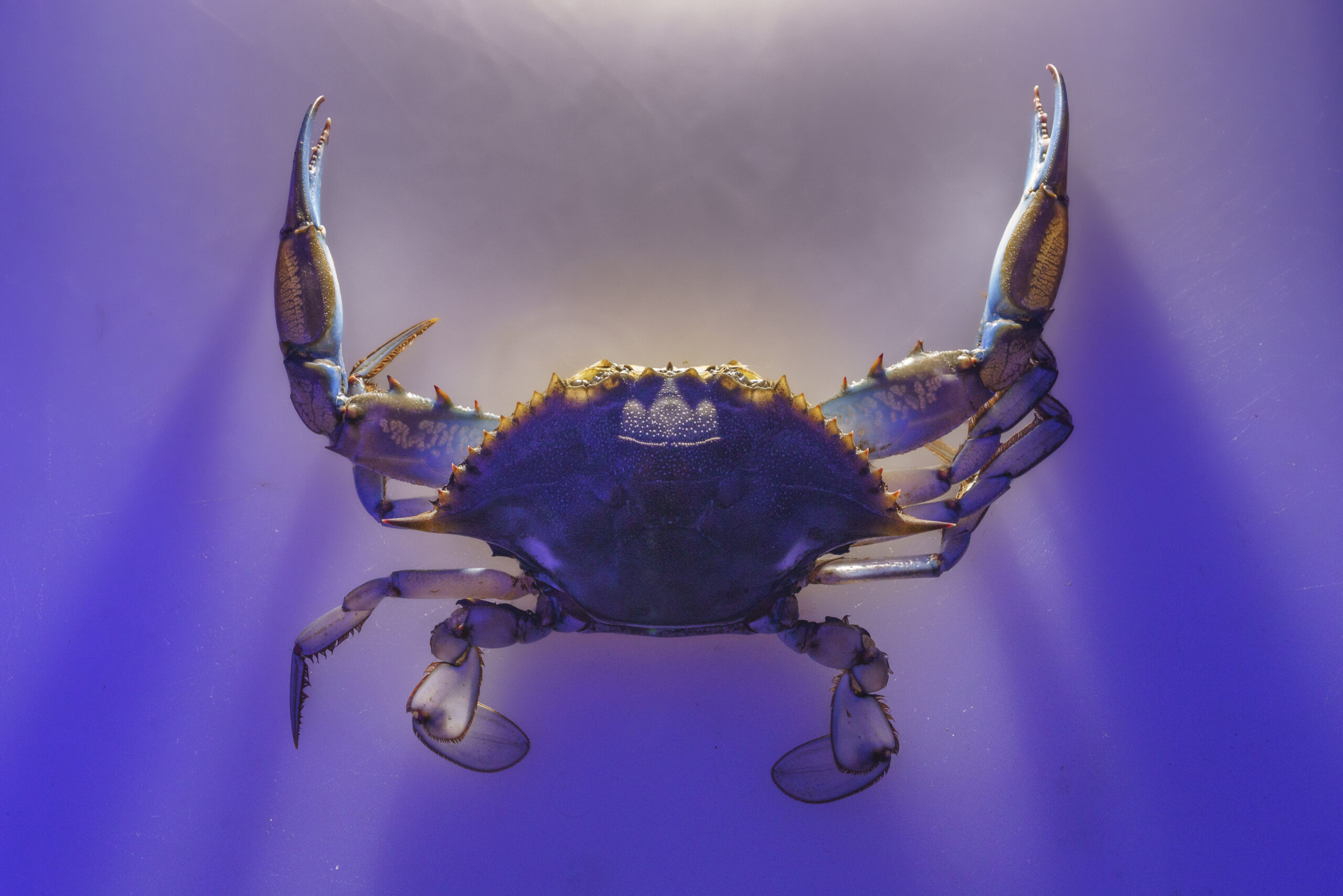 Atlantic blue crab: An invasion of the Mediterranean - Oceanographic