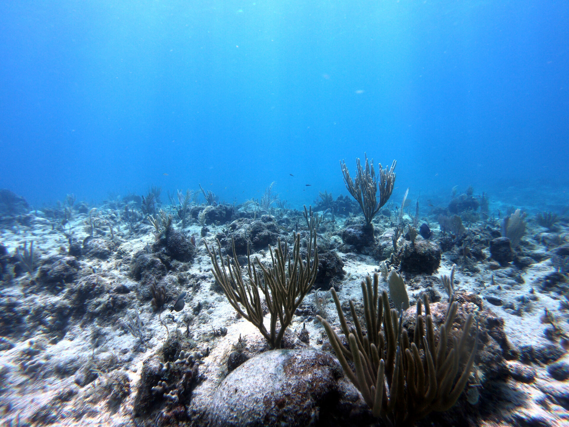 AMOC: Atlantic current collapse 'closer than we think' - Oceanographic