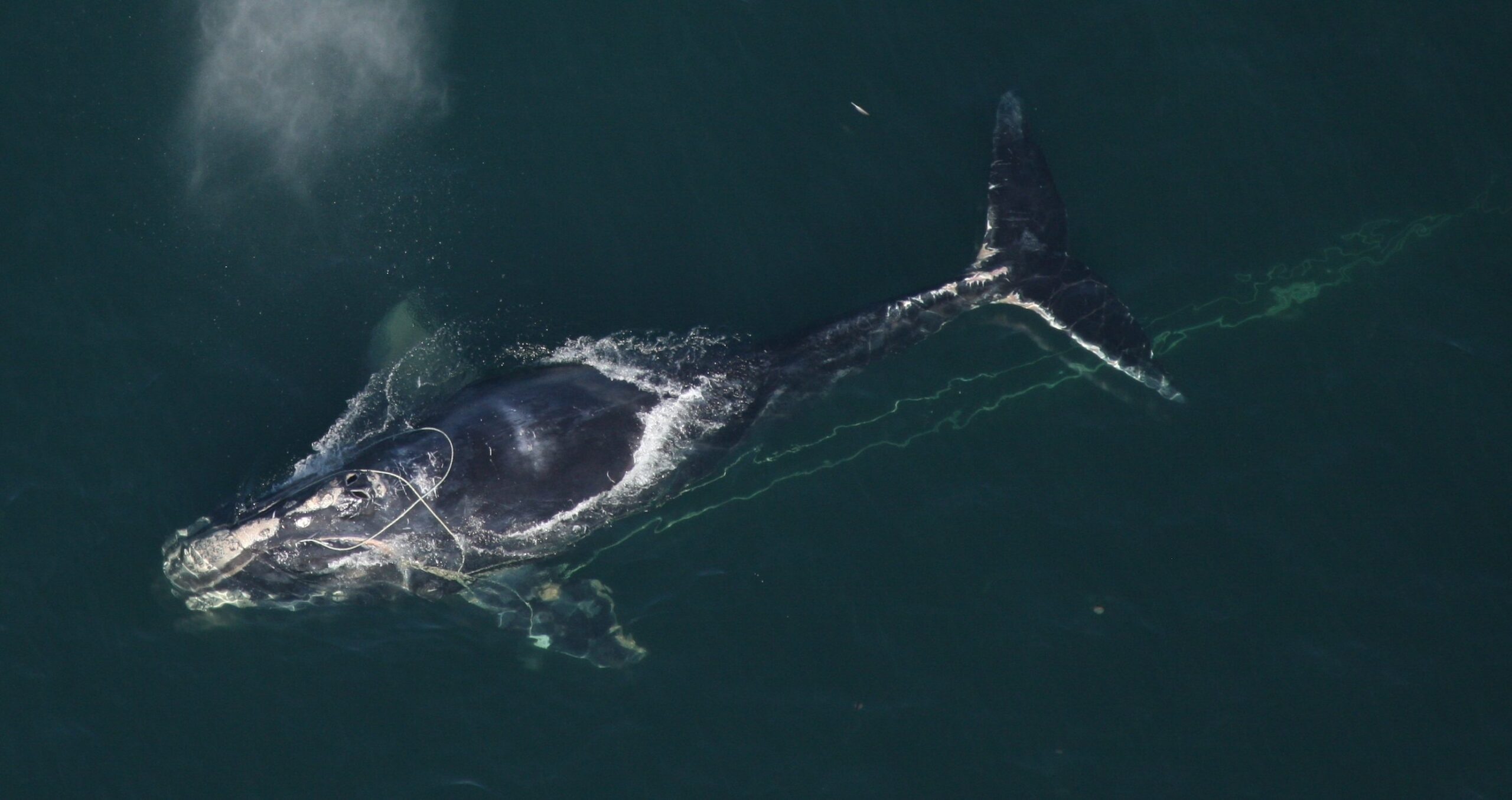 North Atlantic right whale numbers grow but protection is urgent ...