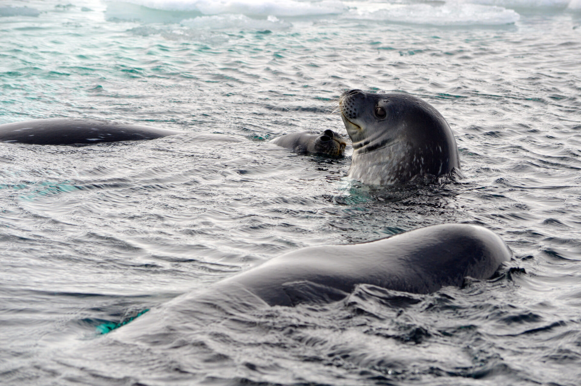 How do Weddell seals use light to plan their most extreme dives ...