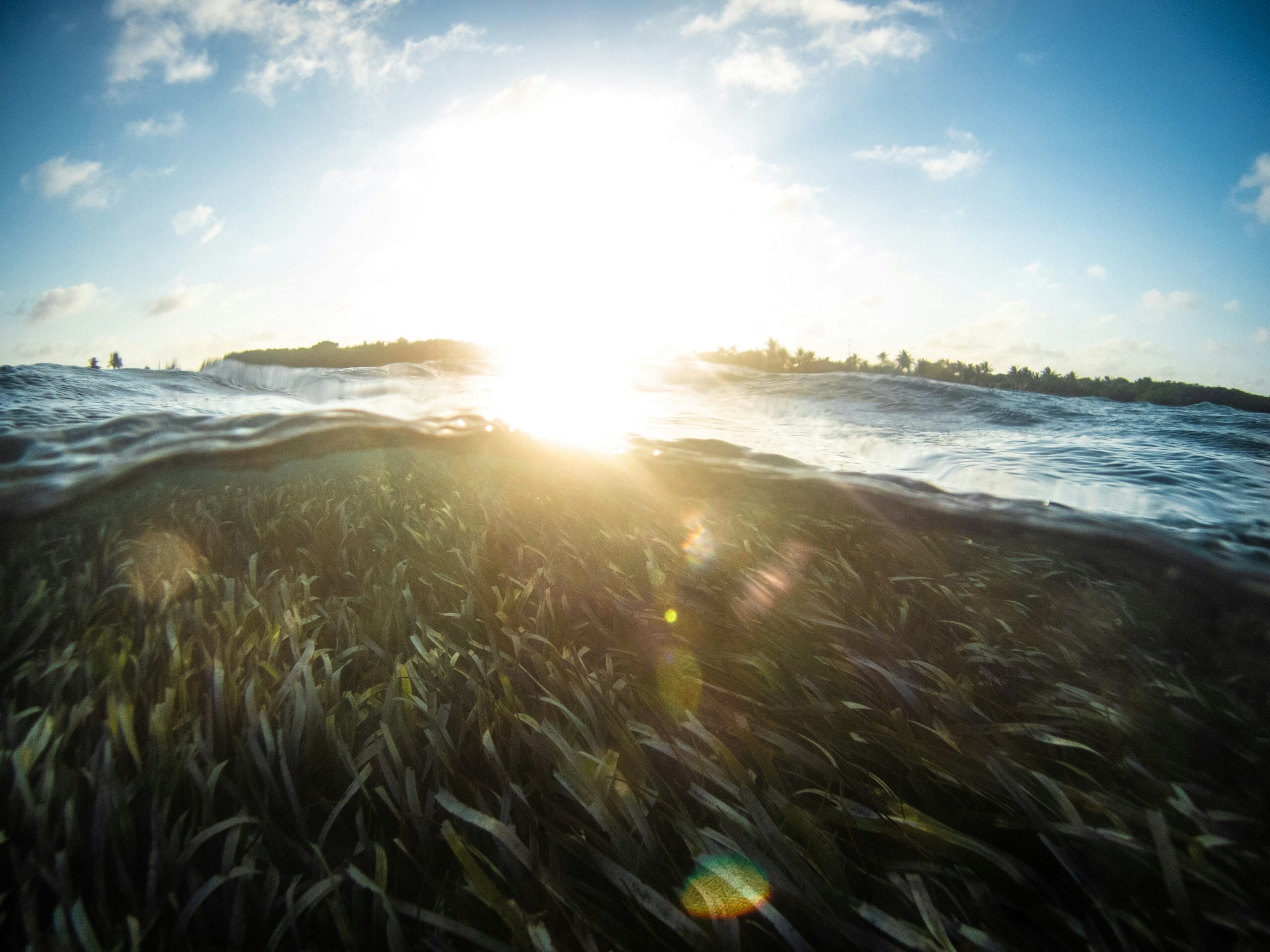 COP16 - Coalition formed to scale global 'debt-for-nature' funding ...