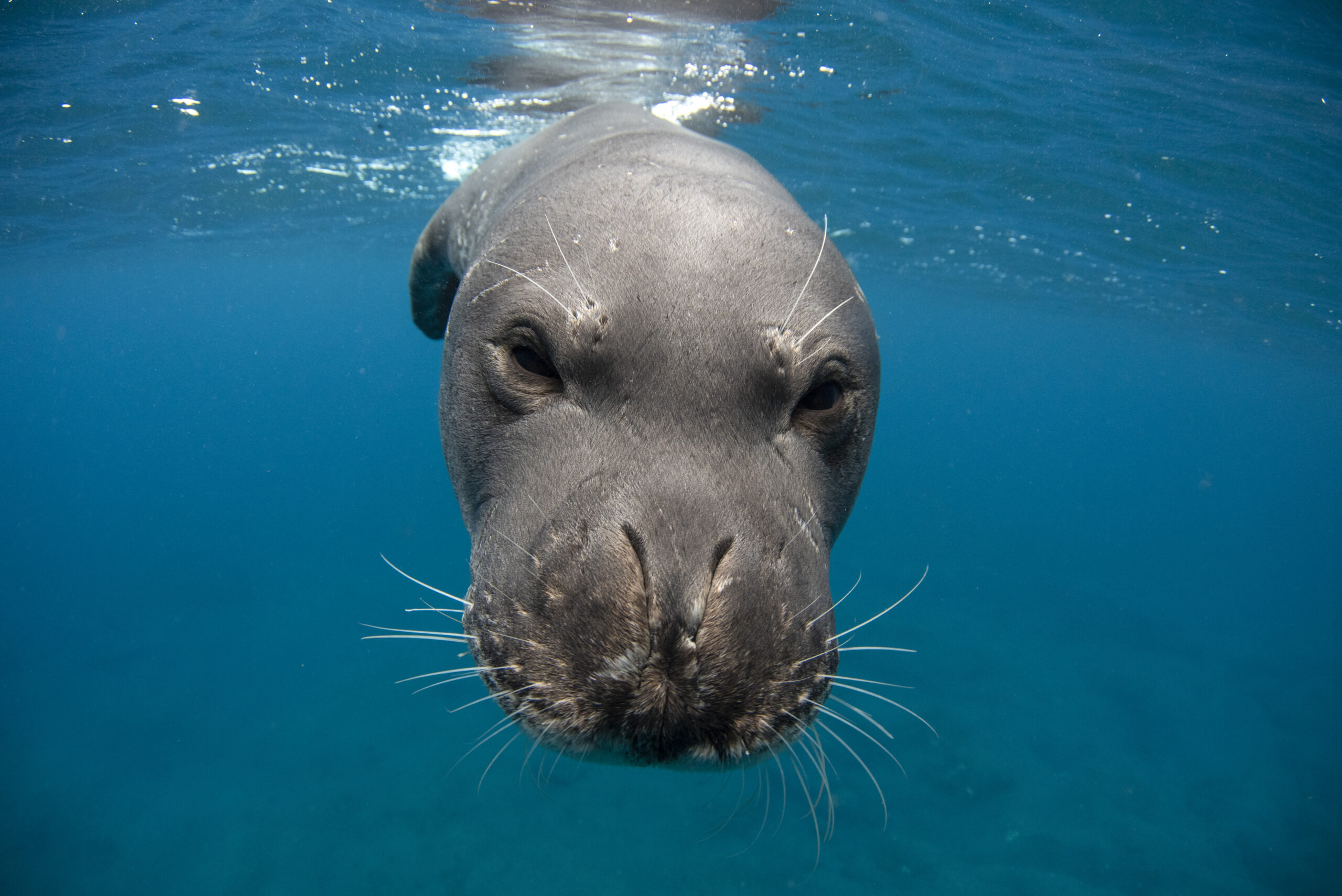 Madeira's monk seal: The world's rarest seal - Oceanographic