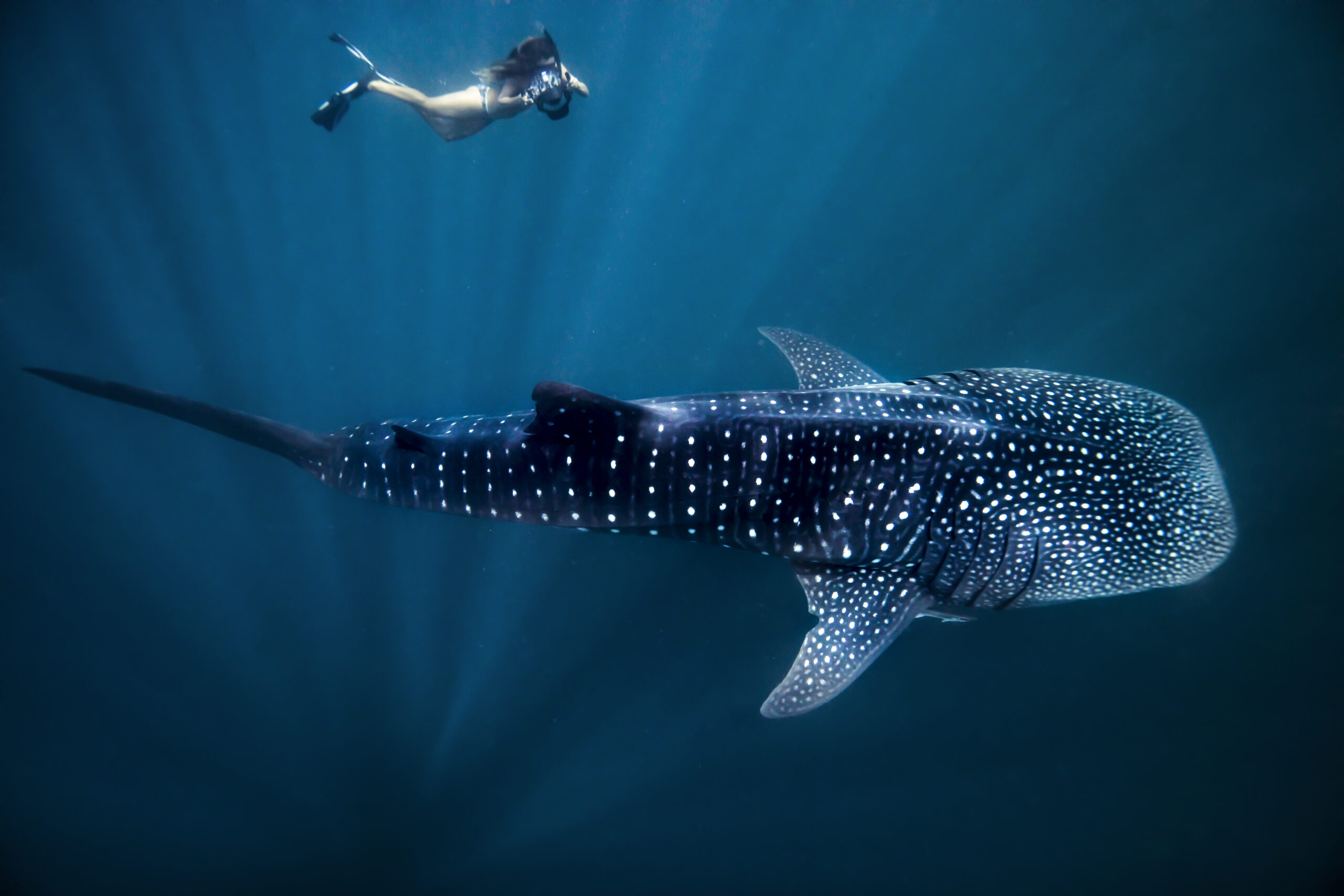 Whale sharks of the Ningaloo Reef - Oceanographic