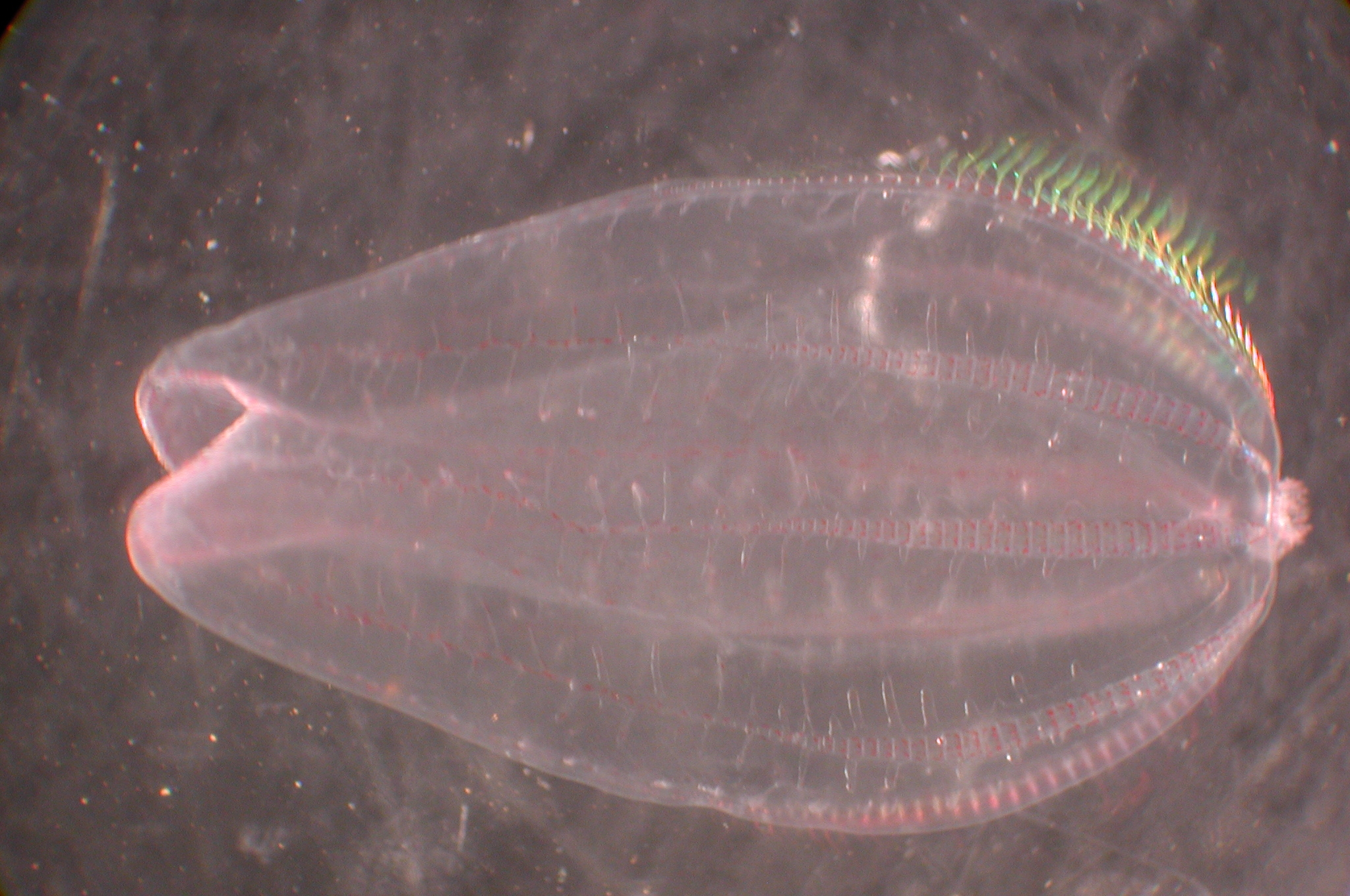 You're only young... twice? Comb jellyfish are now reverse aging ...
