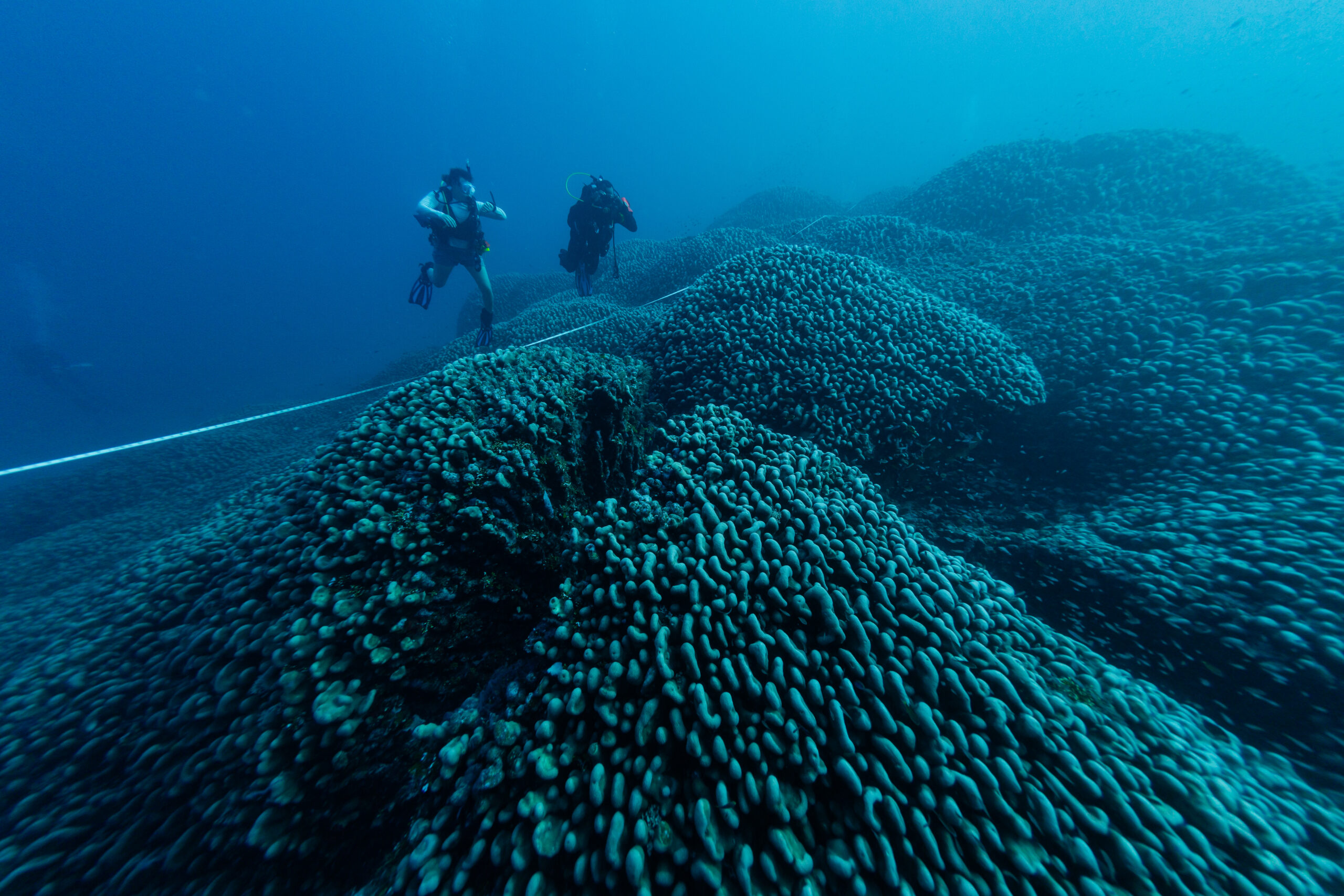 Mega coral 'older than Newton' is new world's largest - Oceanographic