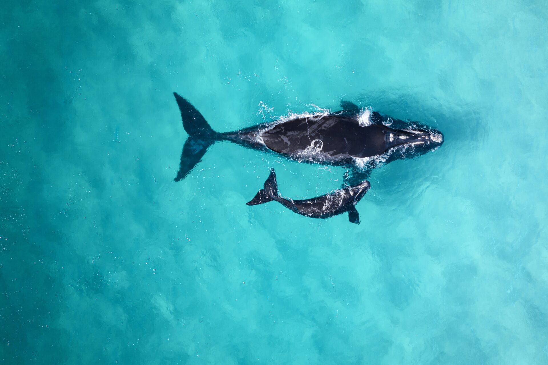 AMOC: Atlantic current collapse 'closer than we think' - Oceanographic