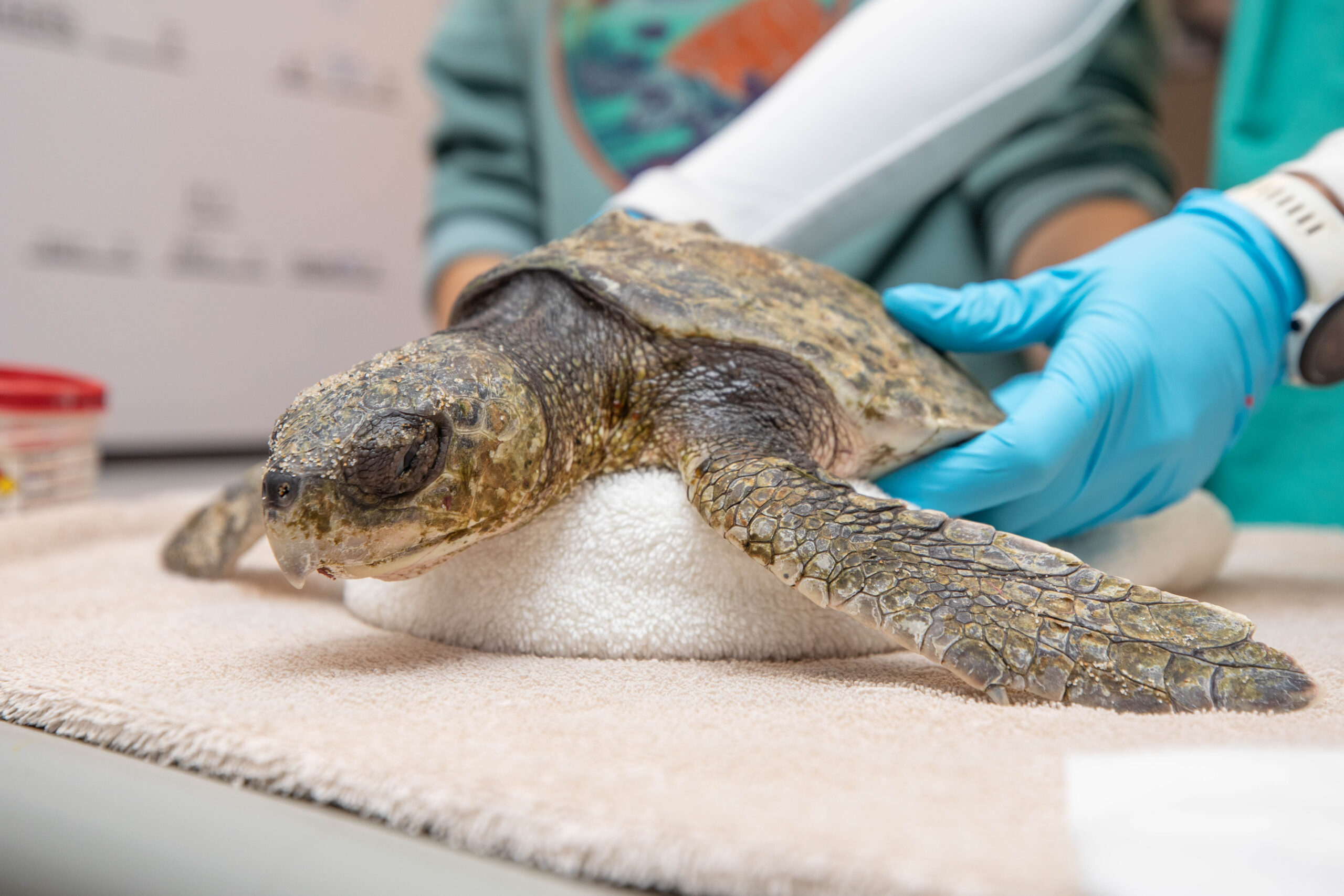 Hundreds of hypothermic sea turtles wash up in New England - Oceanographic