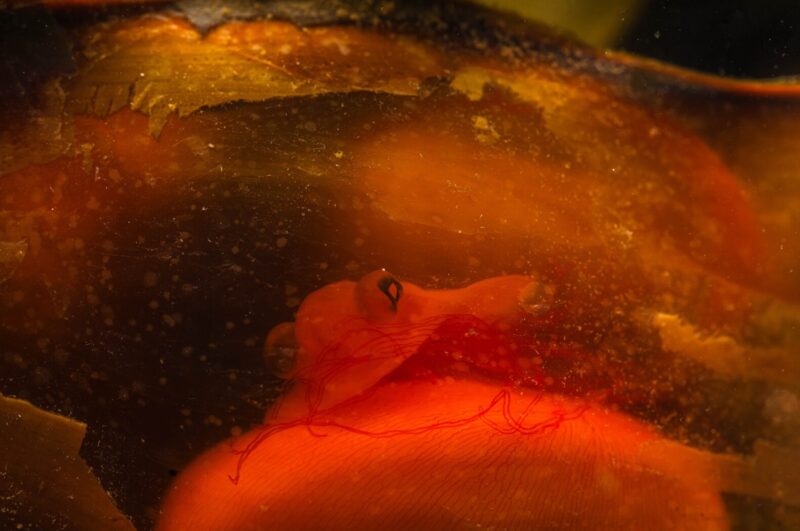 DEEP: Humans to permanently live underwater from 2027