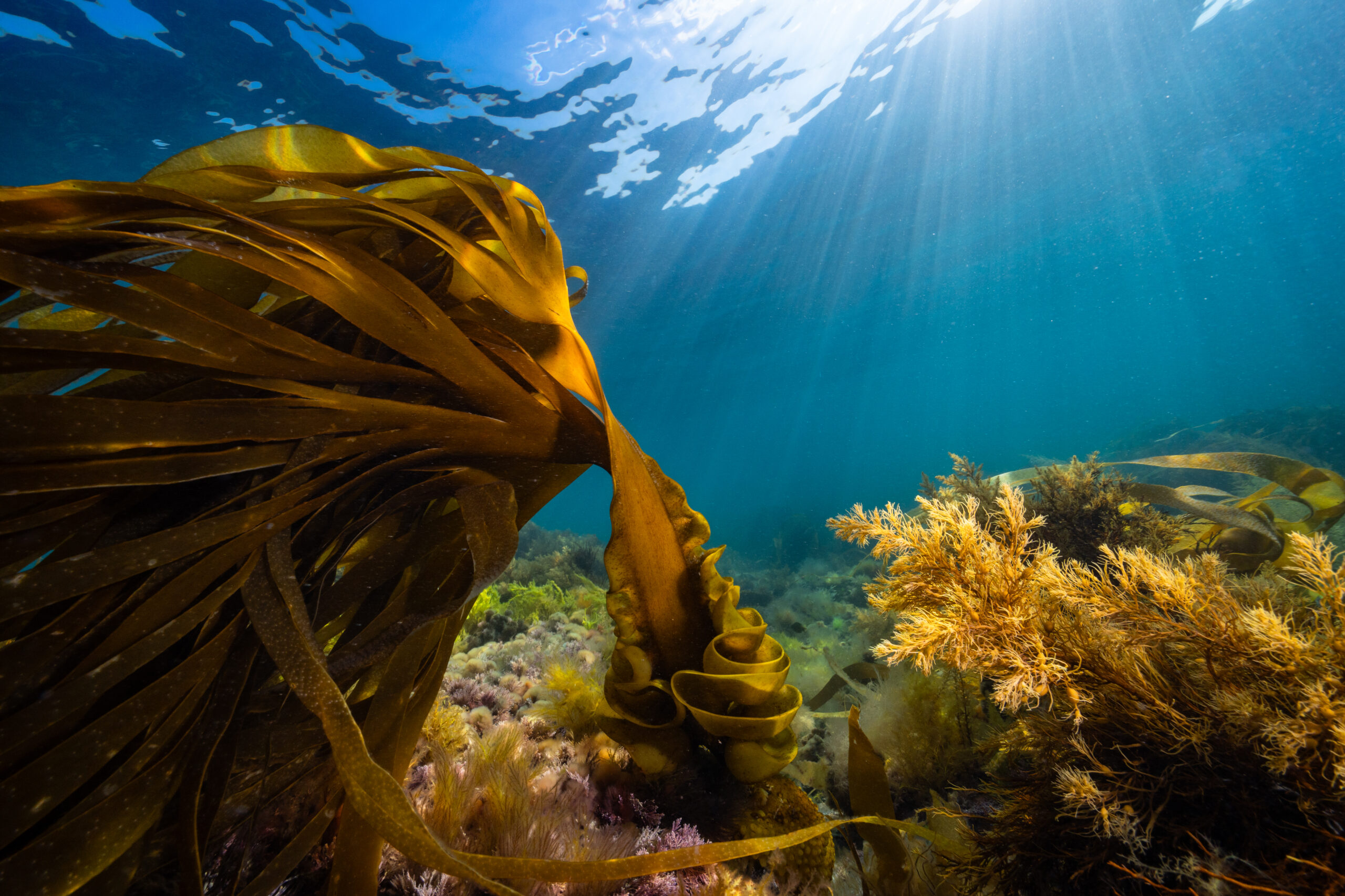 Seabed secrets with the Convex Seascape Survey Oceanographic