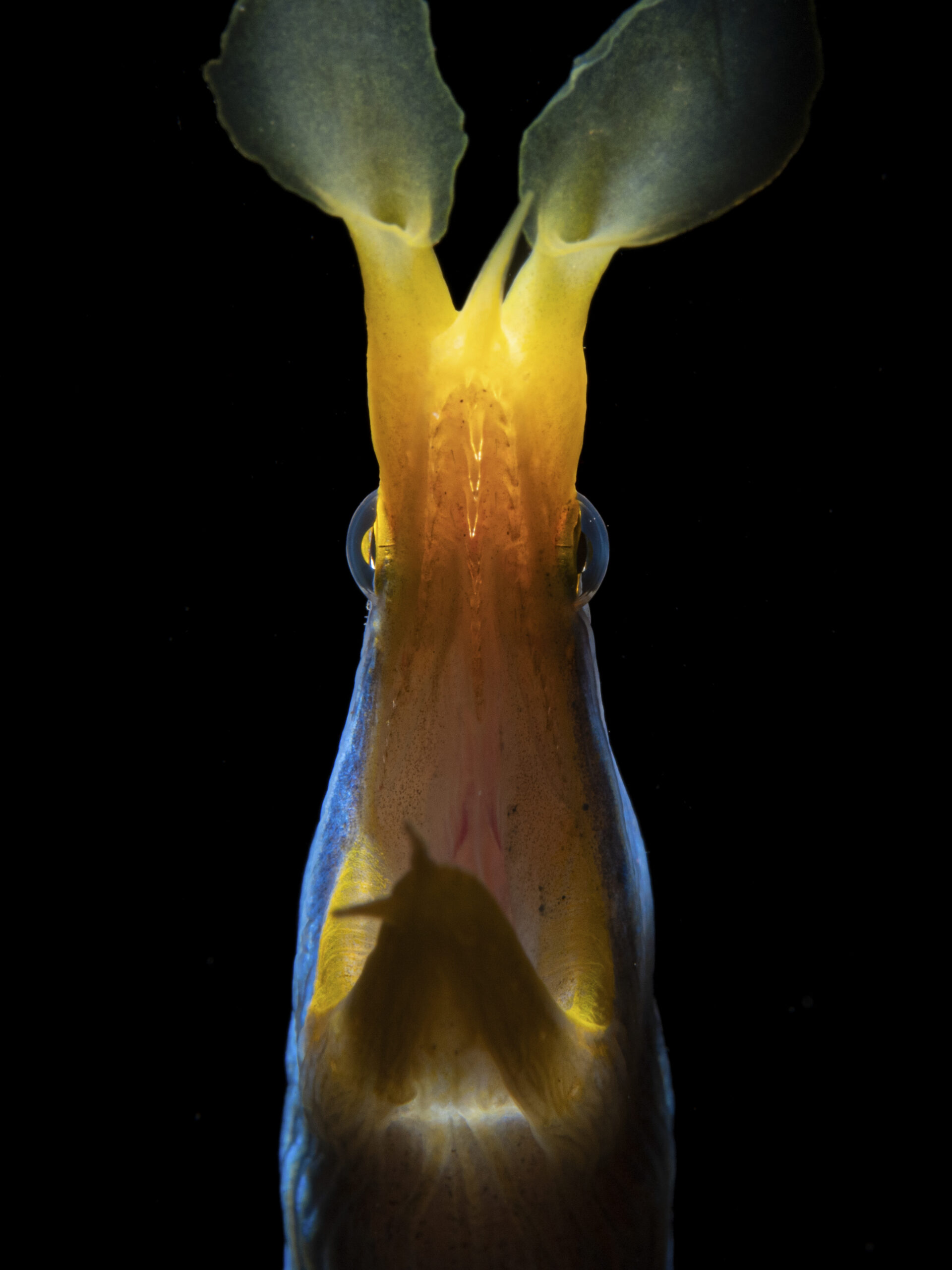 Jacob Guy: "Just get in the water"