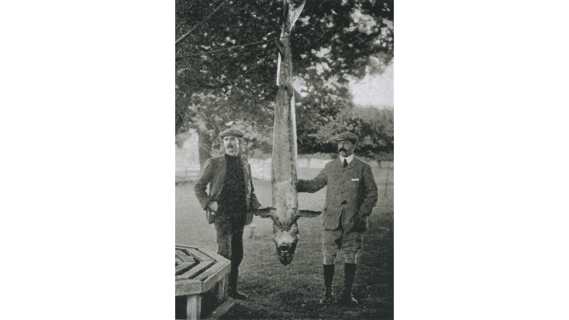 Sturgeons are now at the brink of extinction, urge conservationists ...