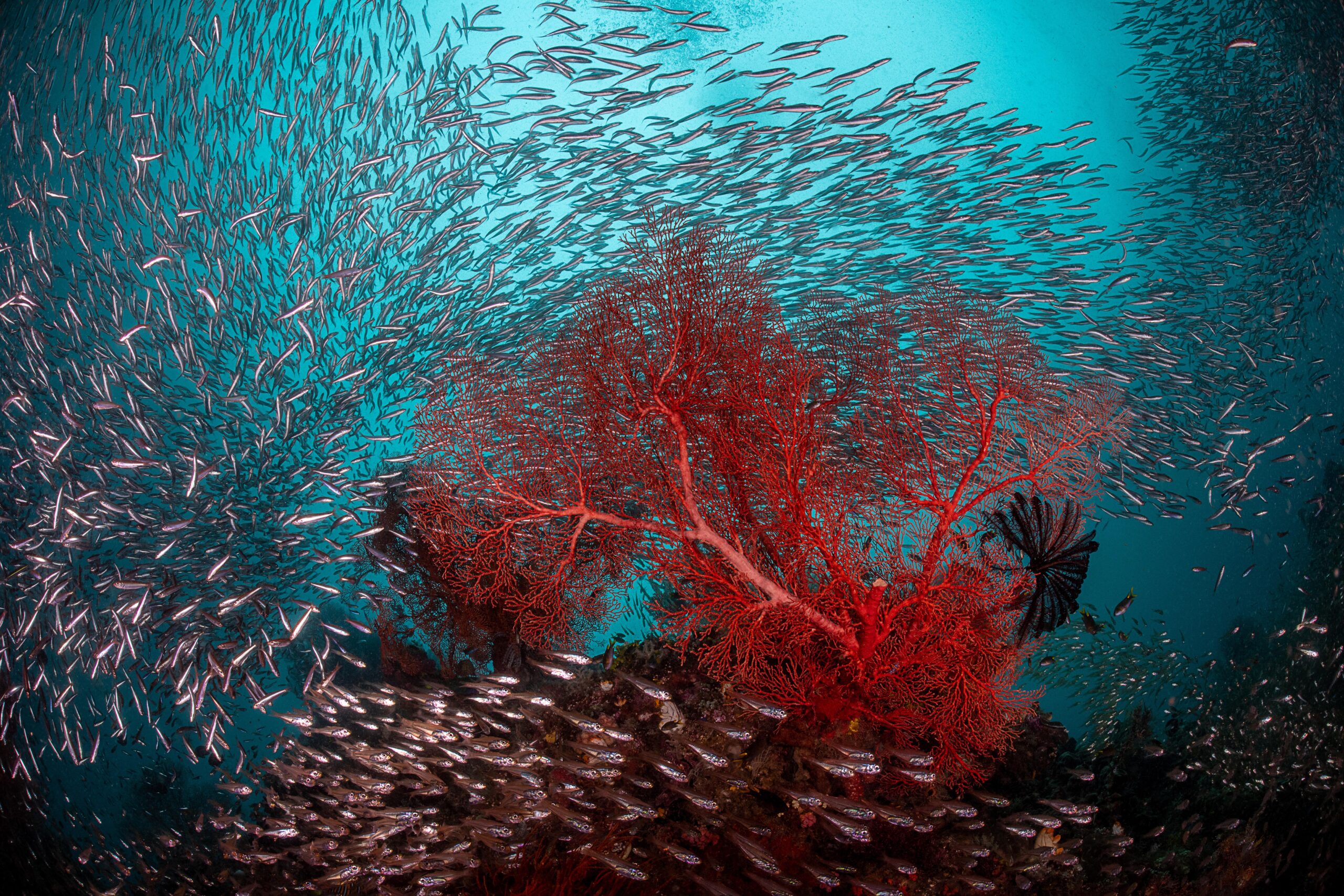 30x30 tracking platform launched to 'keep nations transparent ...