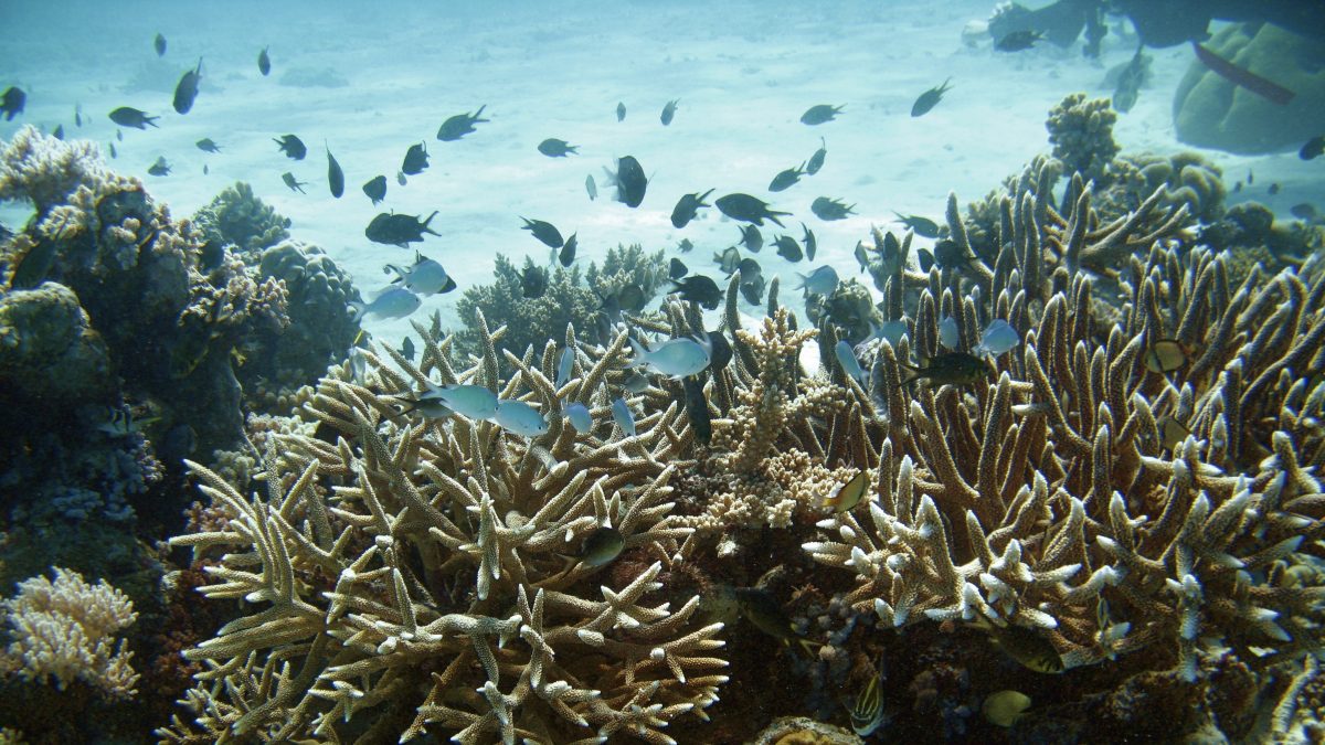 Coral reef decline has "substantial impact" on fish stocks - Oceanographic