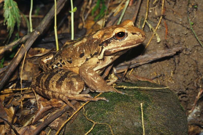 Whale shark among new list of species at risk of extinction - Oceanographic