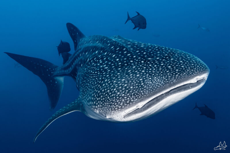 DEEP: Humans to permanently live underwater from 2027