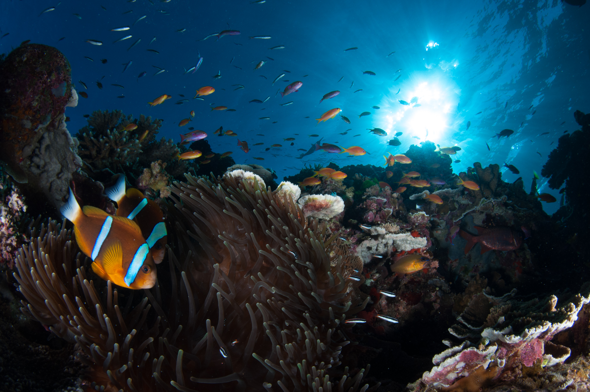 Life in the '90s: Barrier Reef biodiversity has 'shifted significantly ...