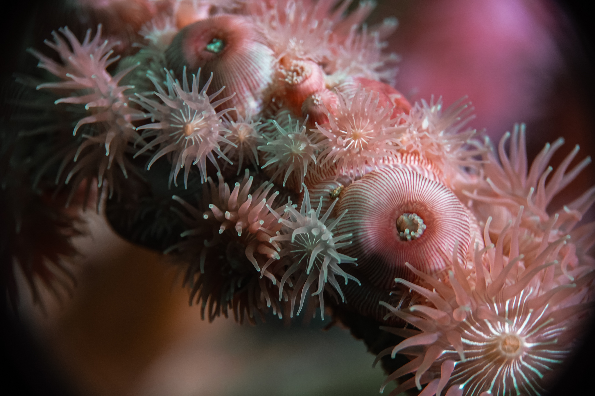 Finding the giant Pacific octopus in Campbell River