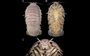 Depths Star: New supergiant 'sea bug' resembles Darth Vader - Oceanographic
