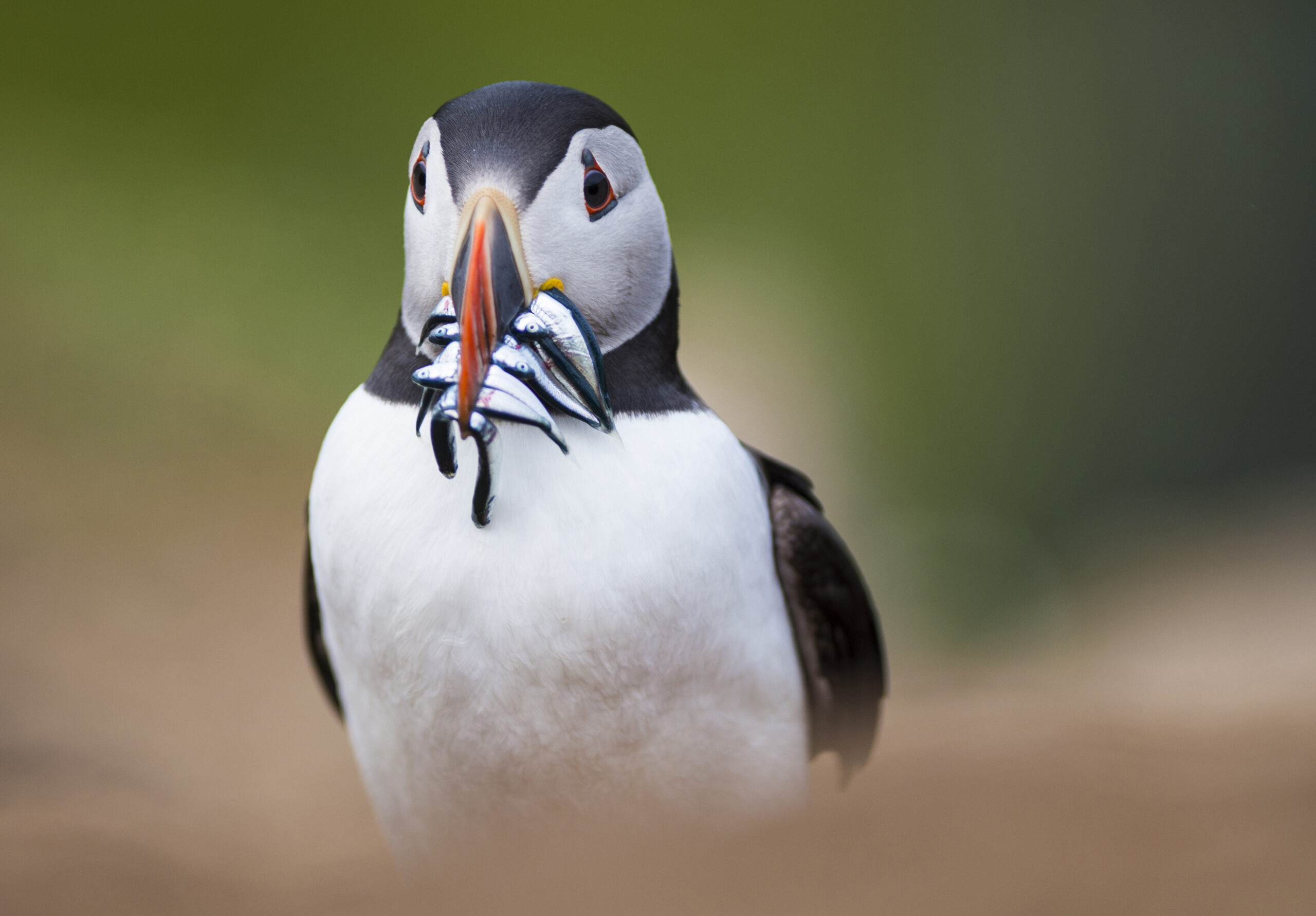 UK's window to redress environmental harm "rapidly closing" - Oceanographic