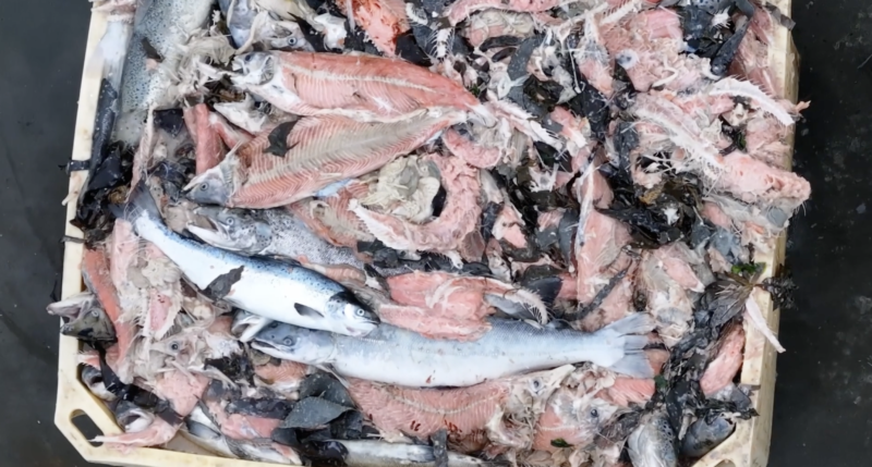 200,000 fish die in "single worst jellyfish attack" on Scottish salmon ...