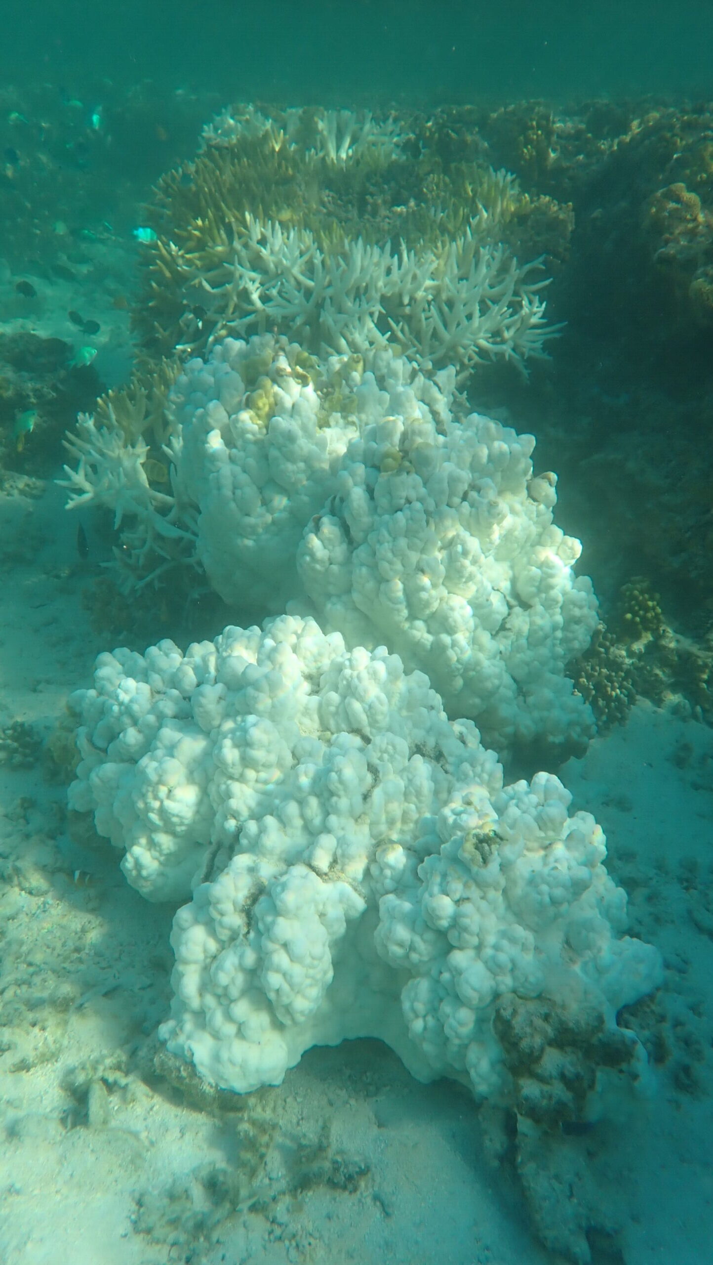 Coral bleaching on Great Barrier Reef reaches 'catastrophic' levels ...